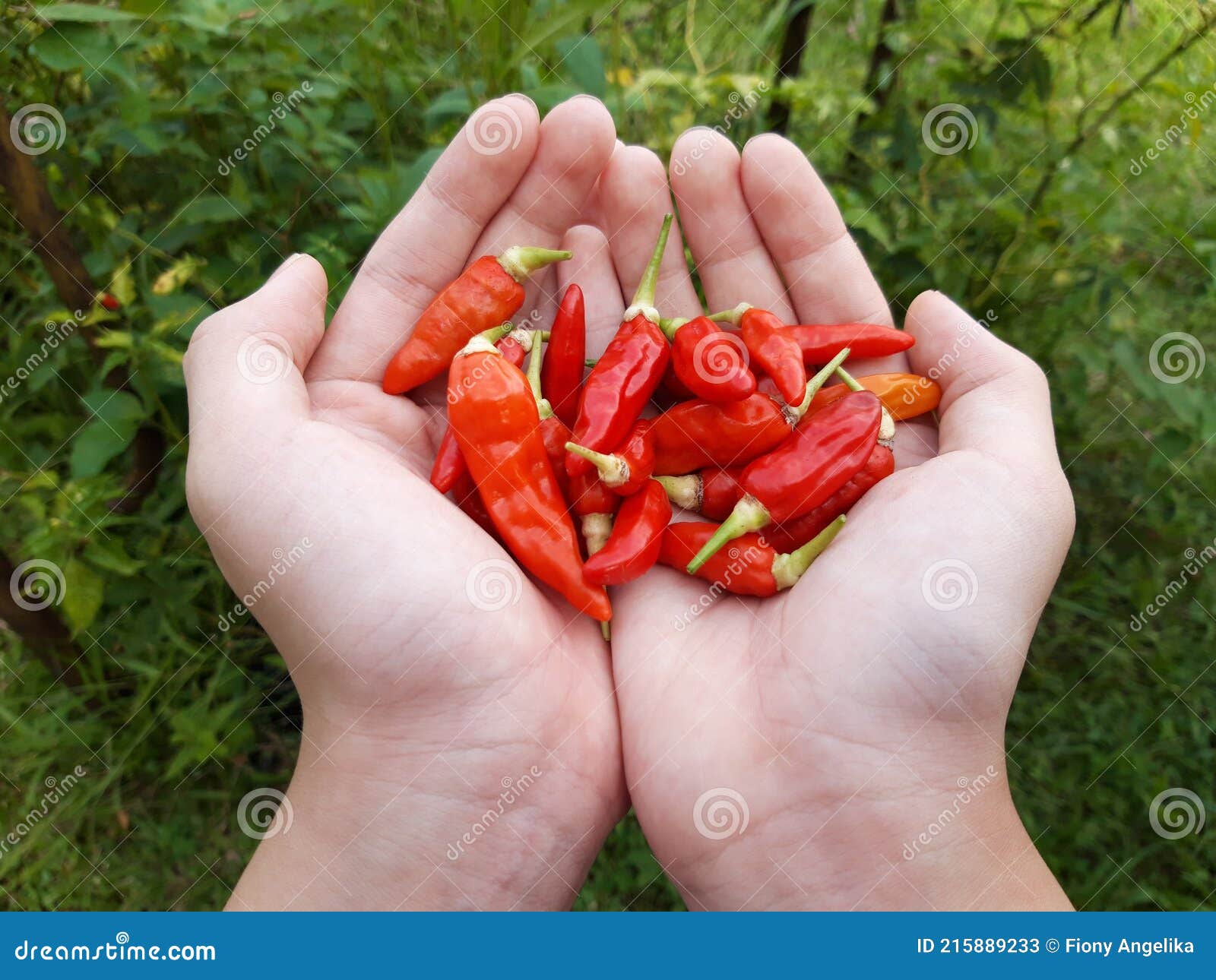 Hand Holding Fresh Raw Red Chilli Pepper Stock Image - Image of plant ...