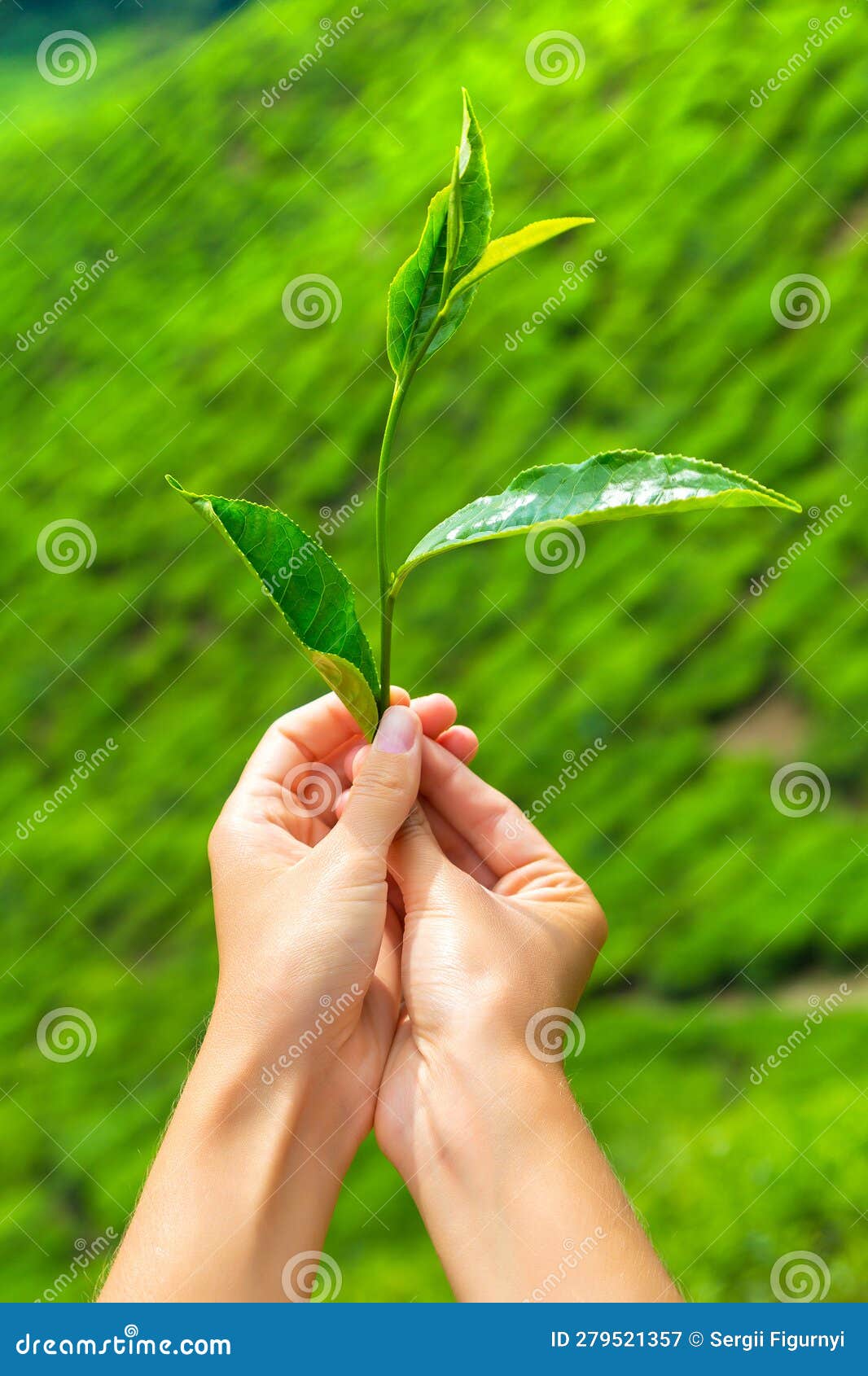 Hand Holding a Fresh Tea Leaf Stock Image - Image of harvest, beverage ...
