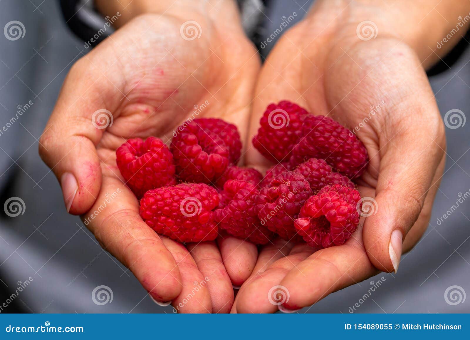 Hand Holding Freshly Picked Raspberry Stock Image - Image of group ...