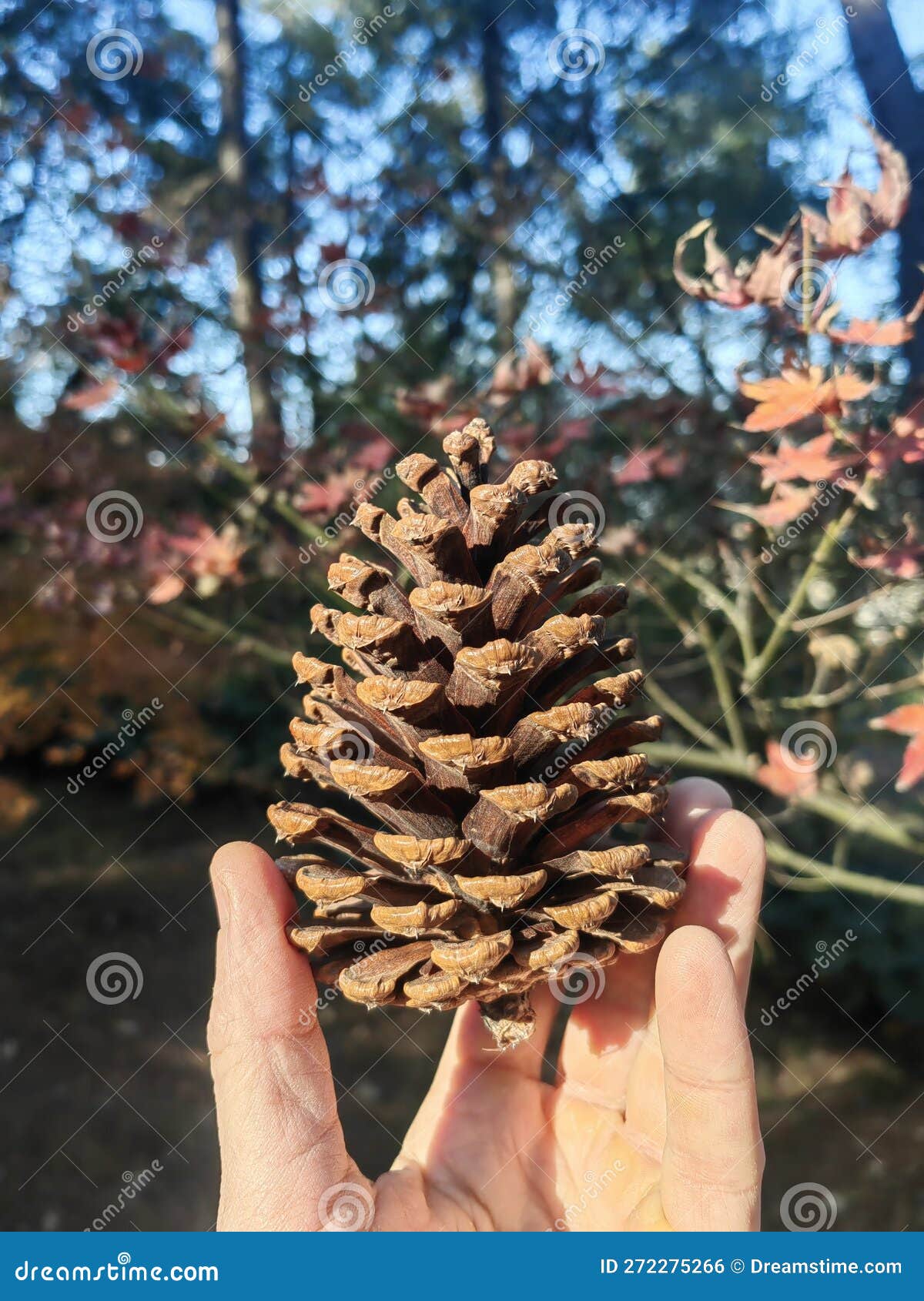Hand Holding a Fruit from the Pine Tree Stock Photo - Image of grow ...