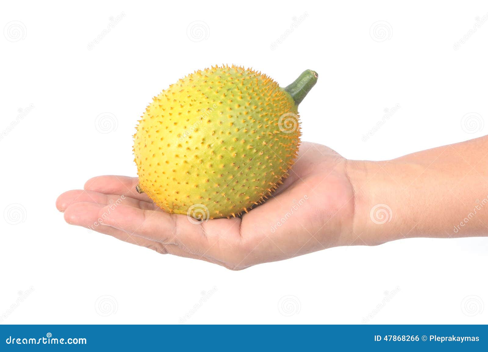 Hand Holding Gac Fruit, Baby Jackfruit Stock Photo - Image of southeast ...