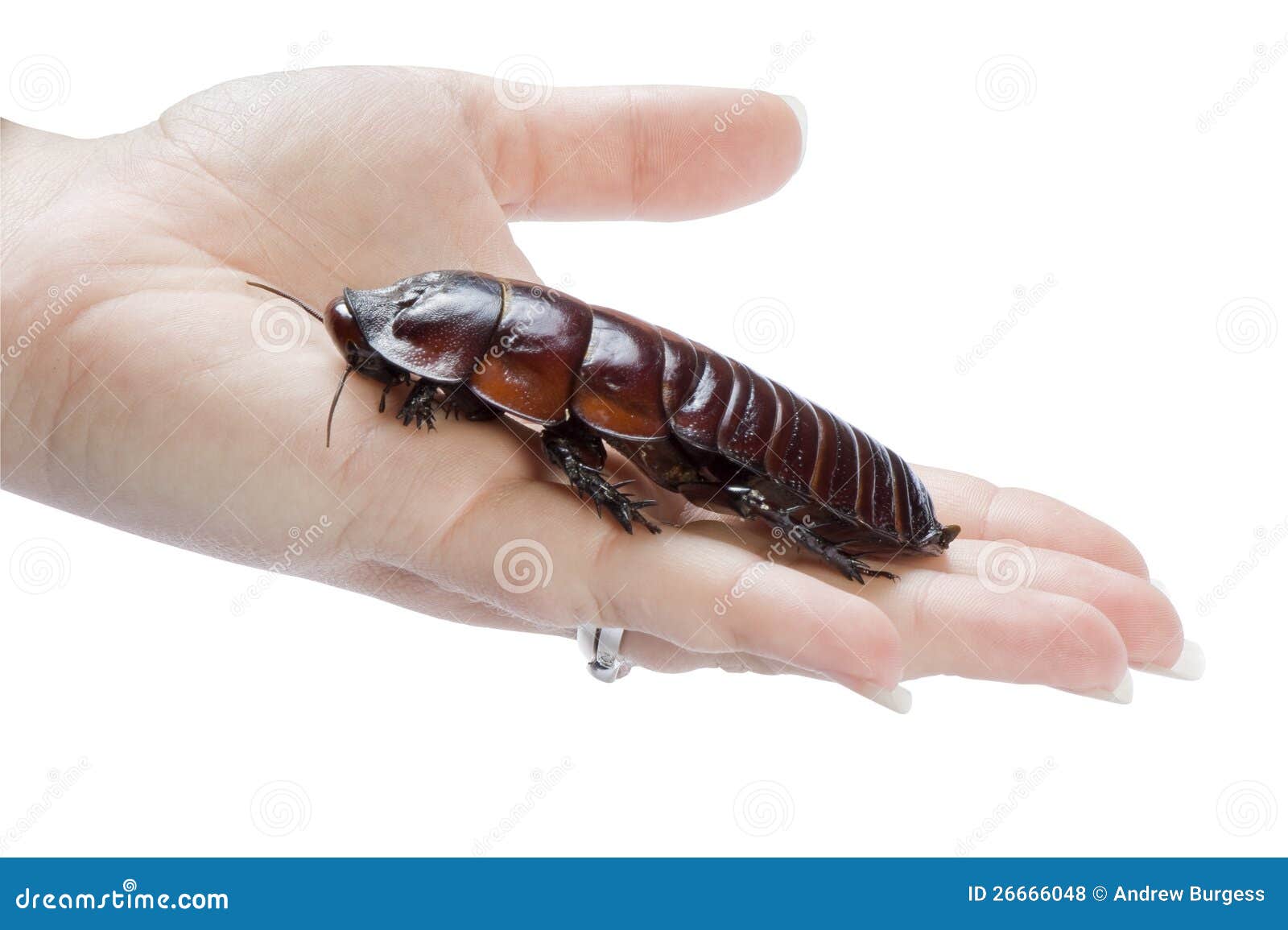 Giant Cockroach Pictures
