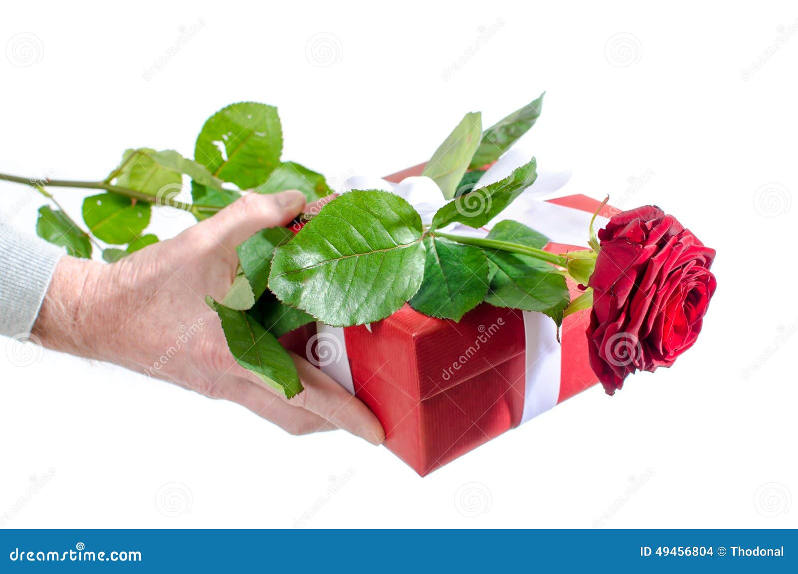 Hand Holding a Gift and a Red Rose Stock Photo - Image of white ...