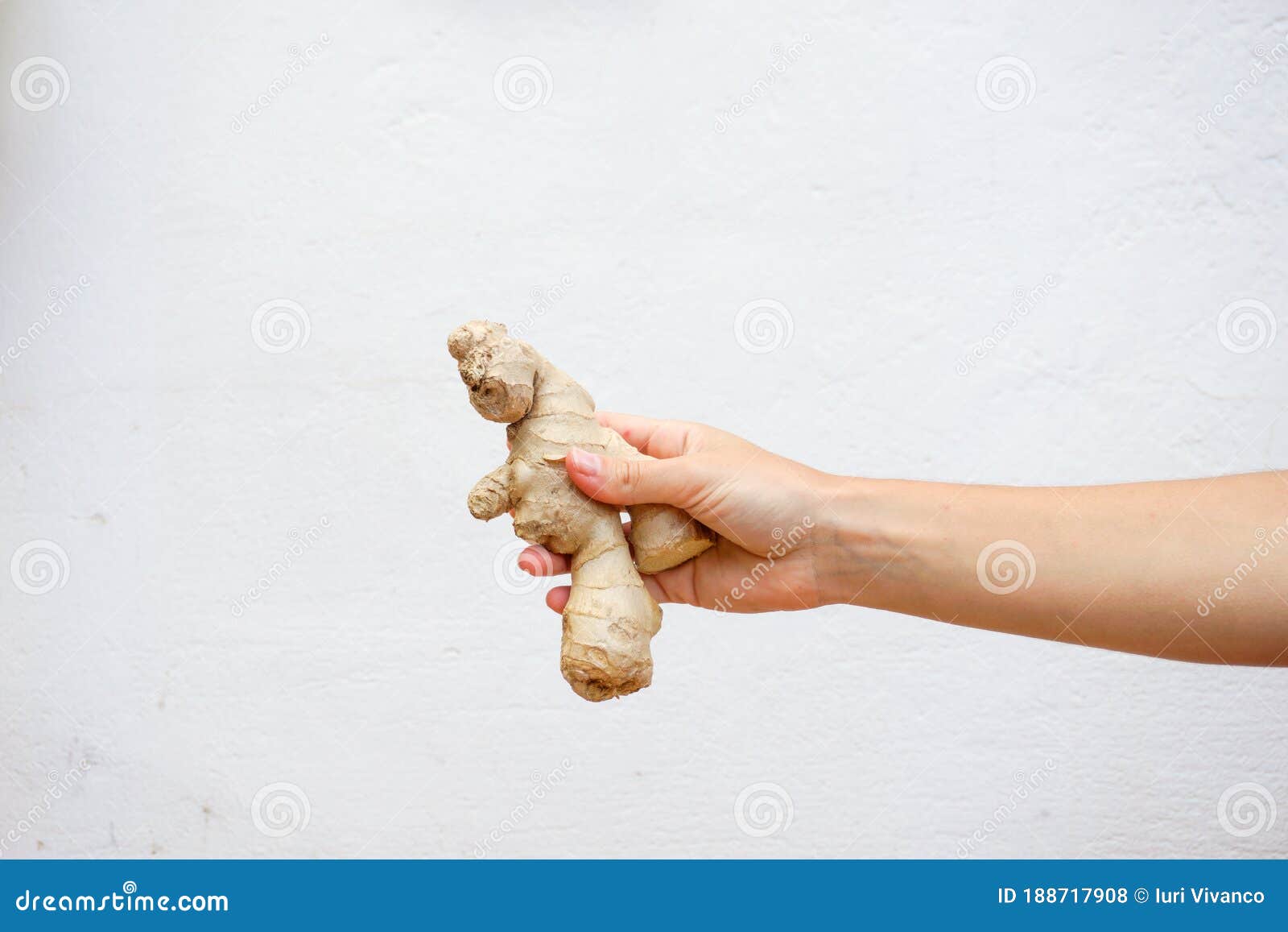 Hand holding ginger. stock photo. Image of herb, organic - 188717908