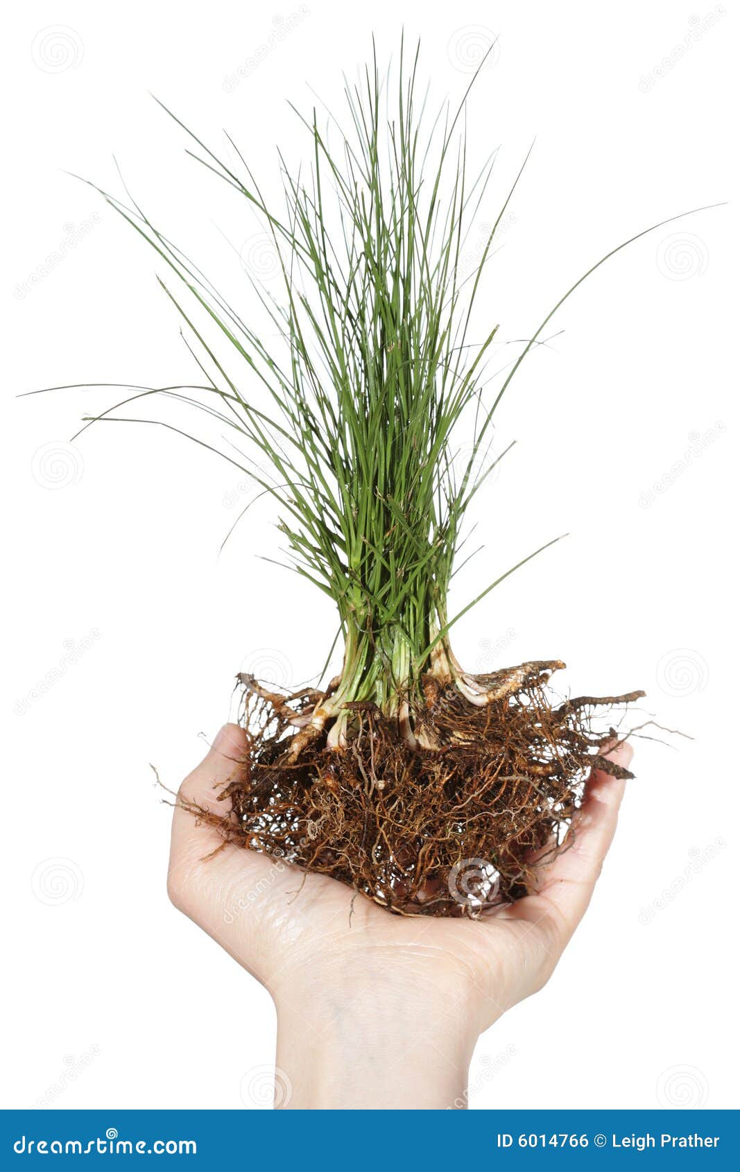 Hand holding grass stock photo. Image of nature, growth - 6014766