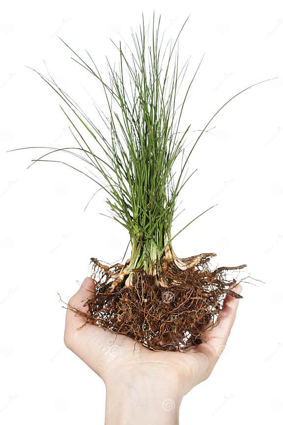 Hand holding grass stock photo. Image of nature, growth - 6014766