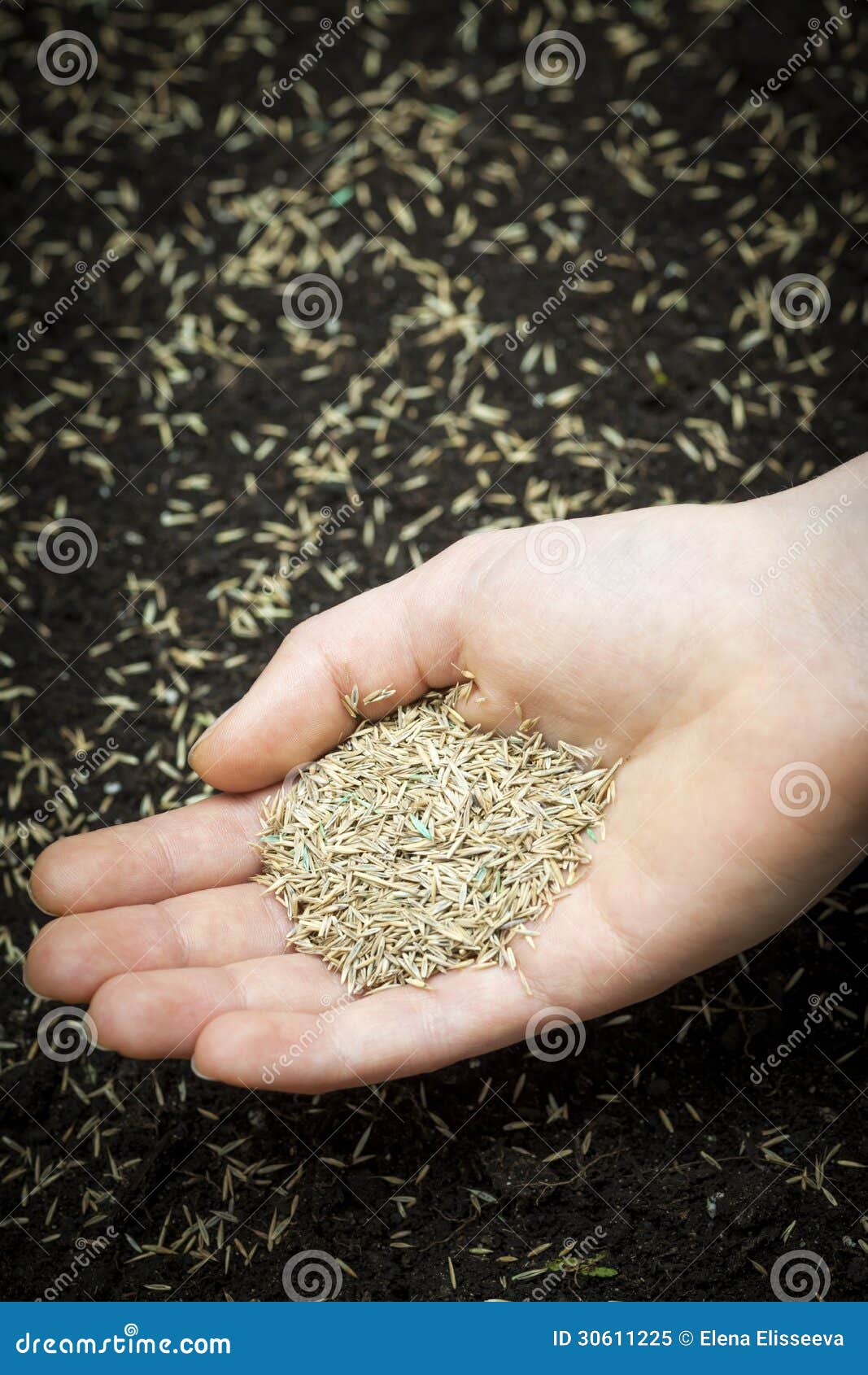 Hand holding grass seed stock image. Image of growing - 30611225