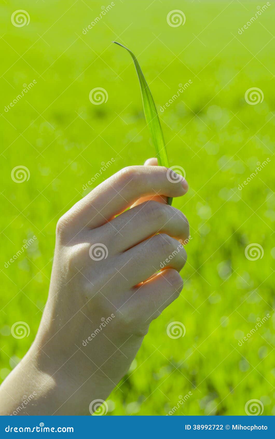 Hand holding grass strand stock photo. Image of creative - 38992722