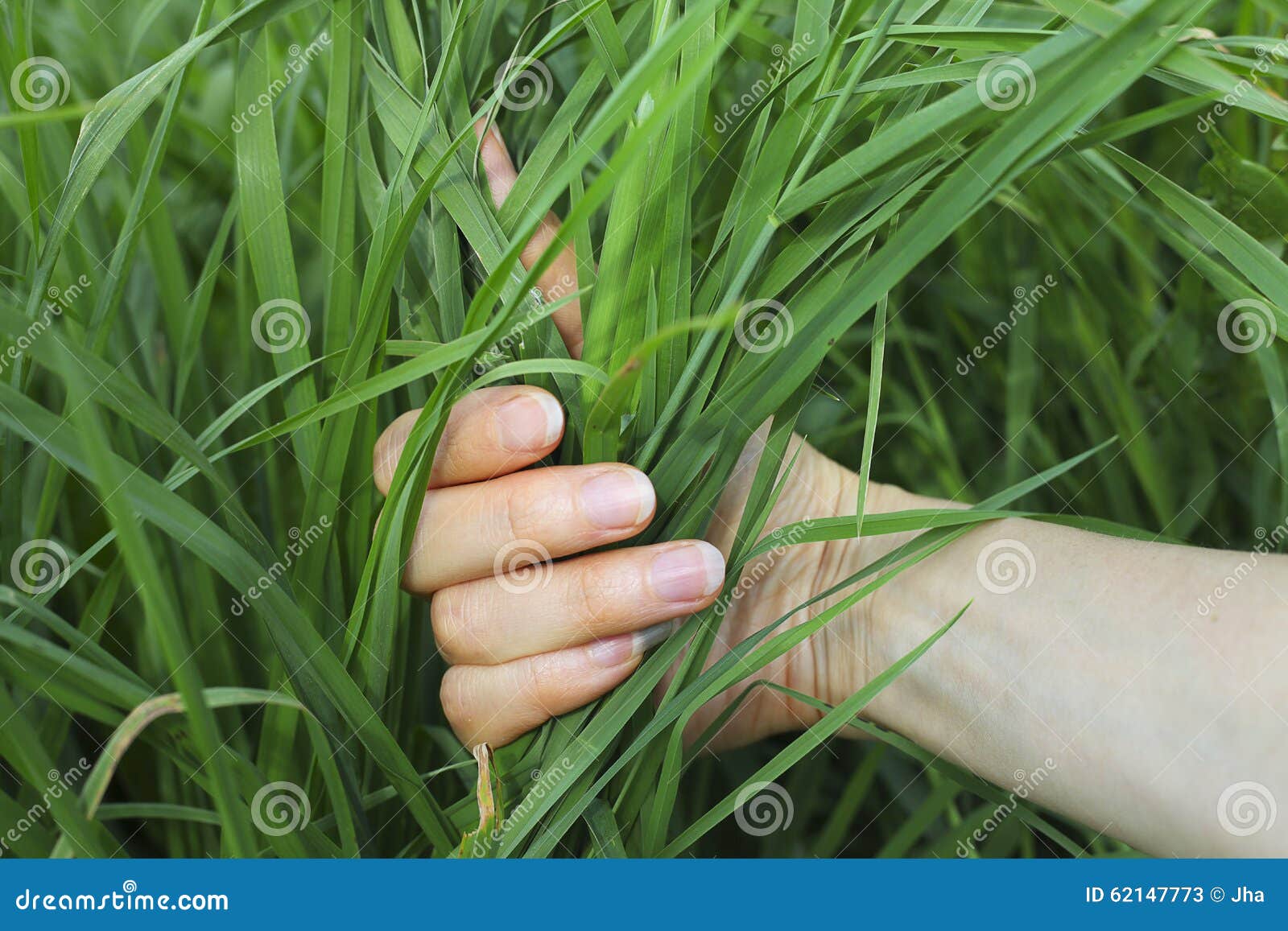 Hand holding grass stock image. Image of hand, conceptual - 62147773