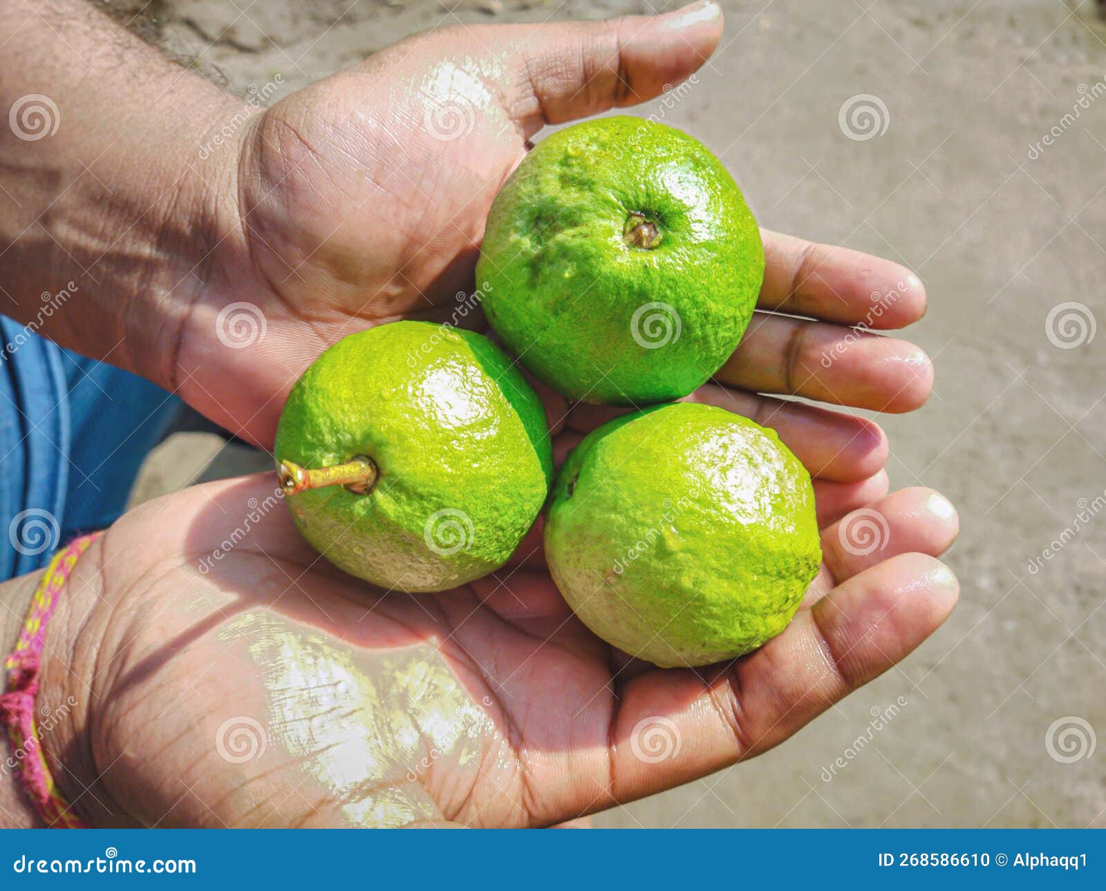 Hand Holding Green Guava on Hand Stock Photo - Image of food, tomato ...