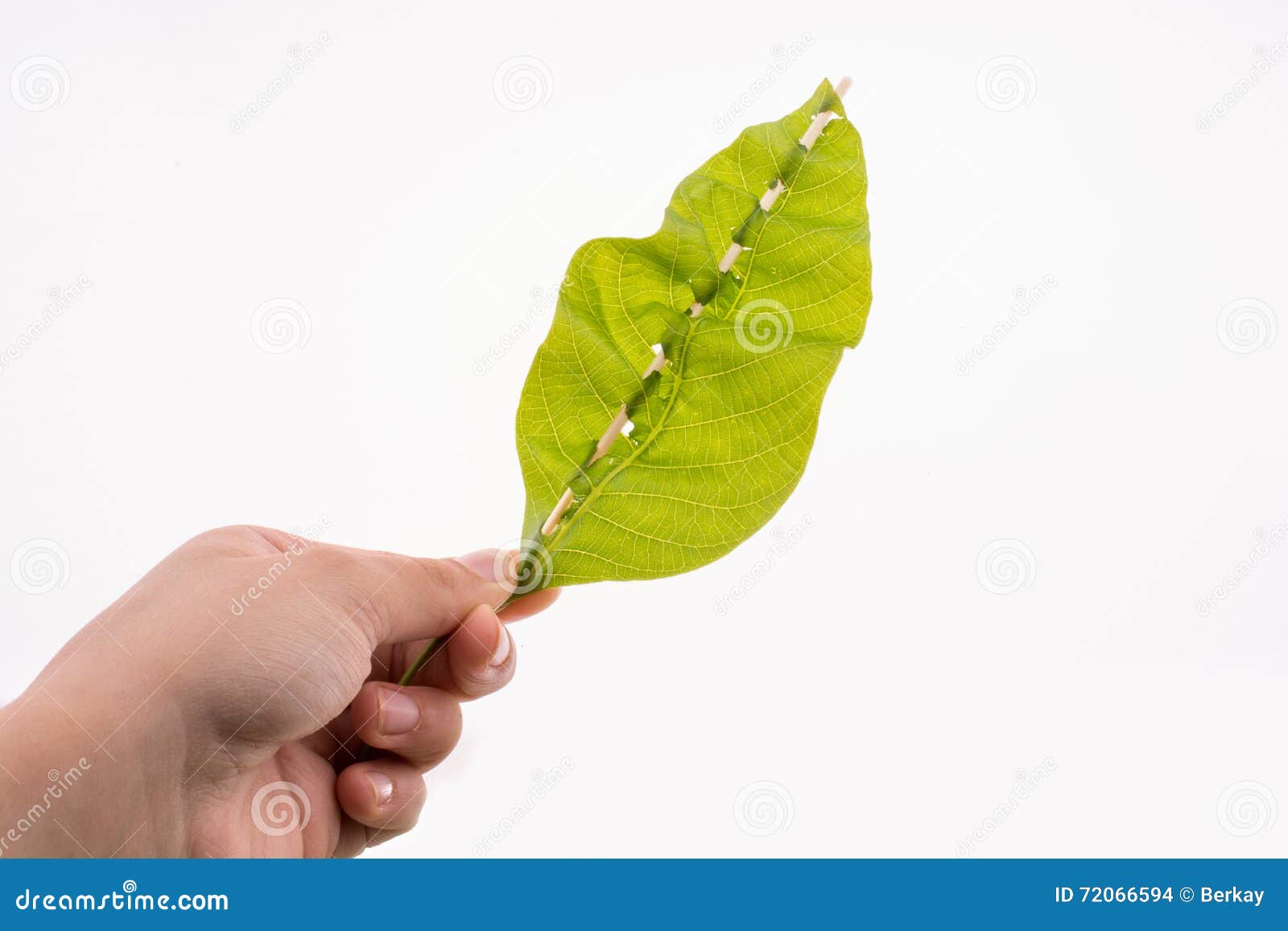 Hand holding a green leaf stock photo. Image of flower - 72066594