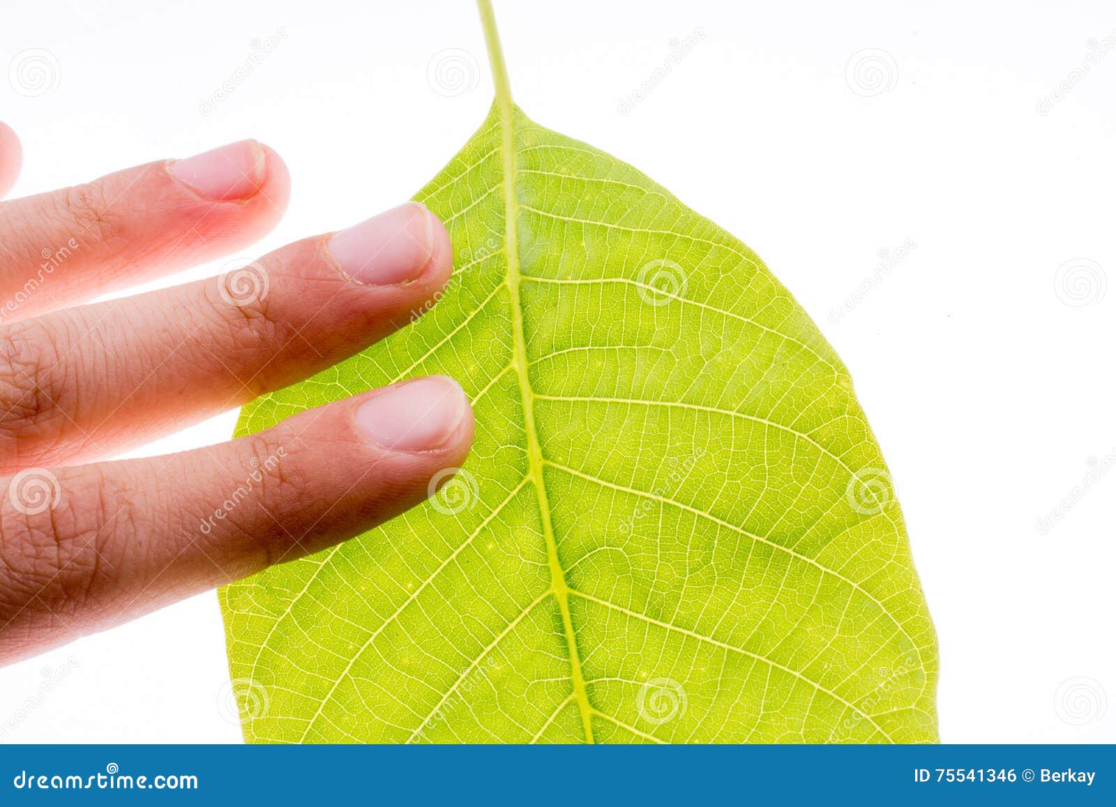 Hand holding a green leaf stock photo. Image of garden - 75541346