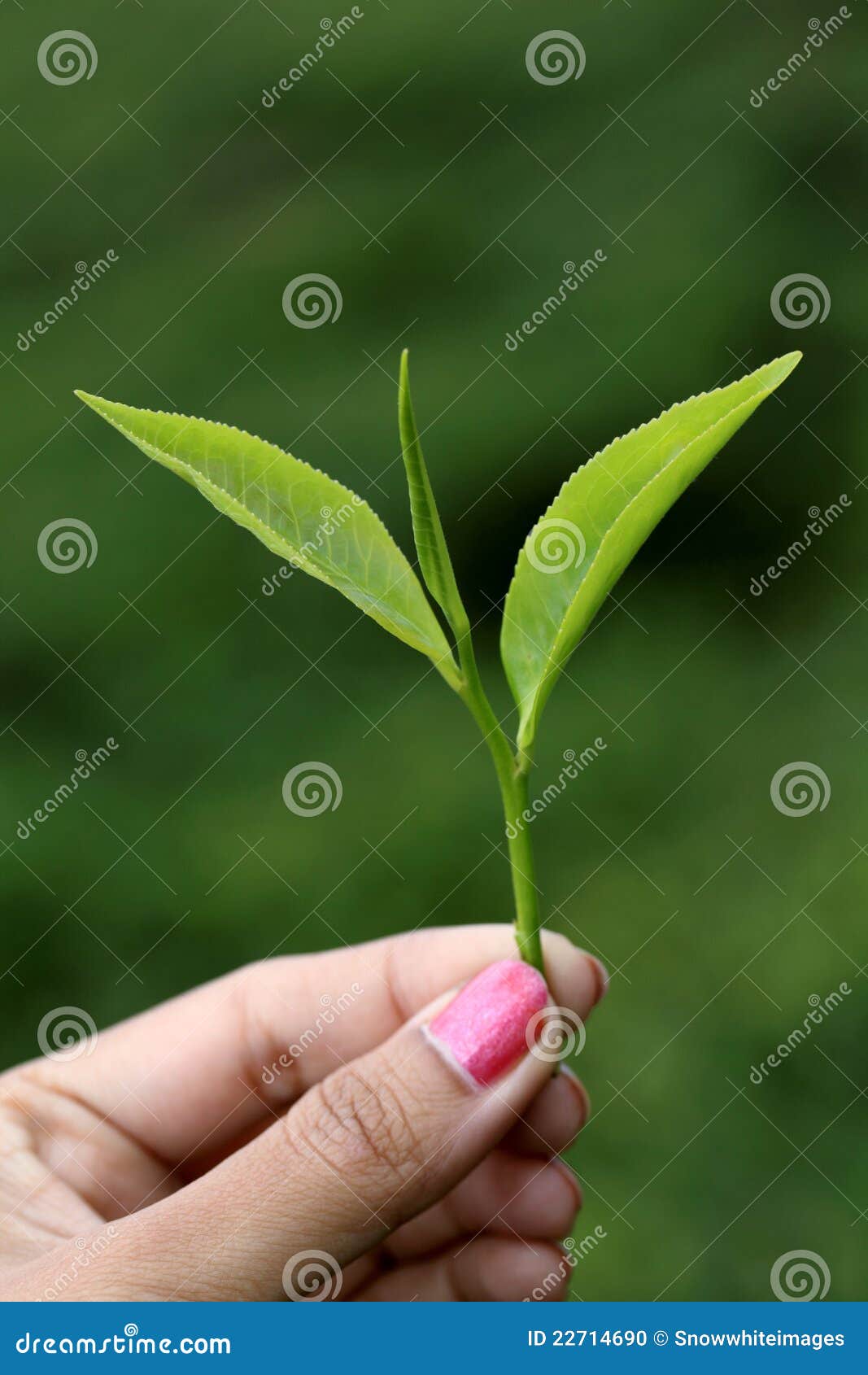 Hand Holding Green Tea Leaf Stock Photo - Image of green, drink: 22714690