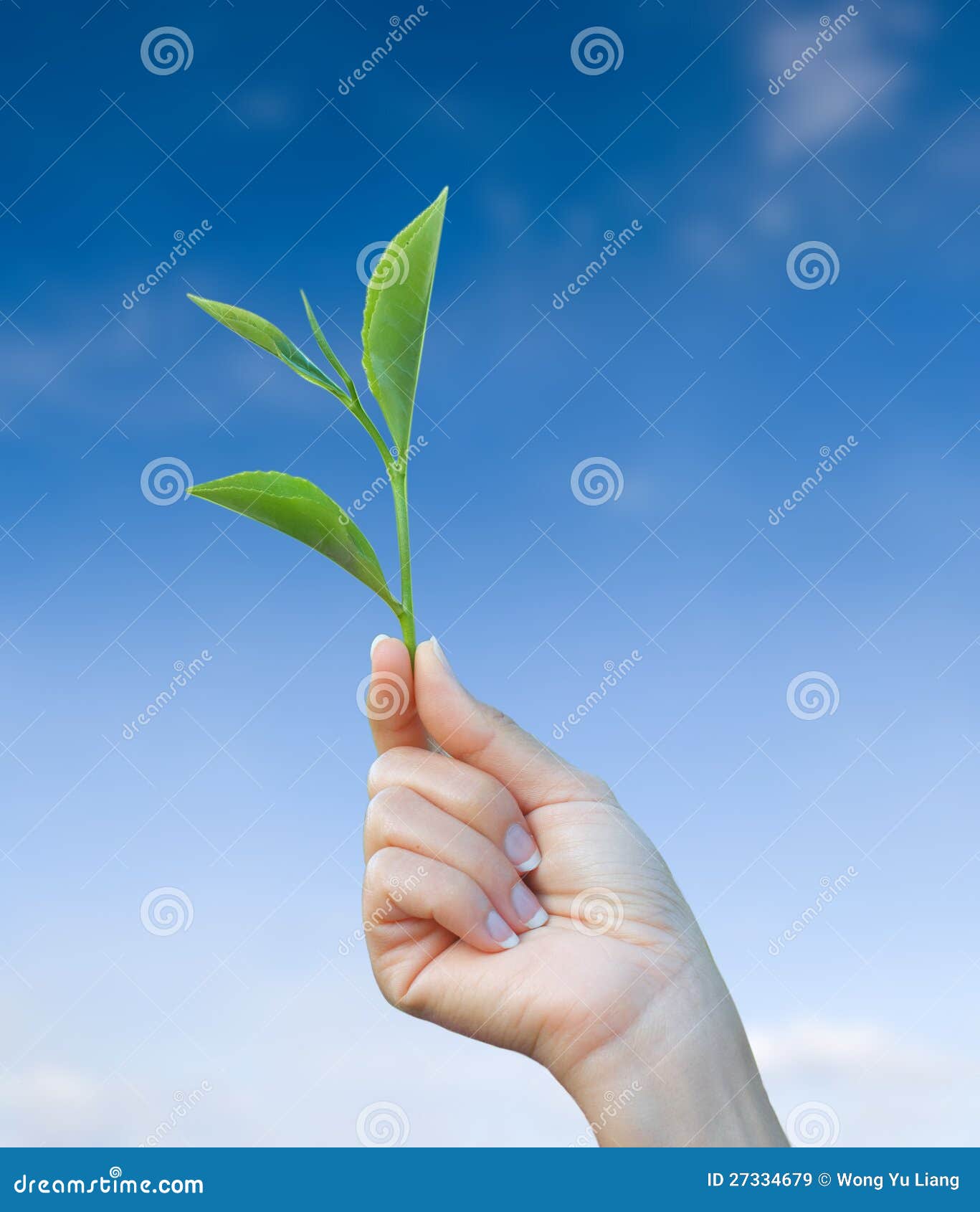 Hand Holding Green Tea Leaf Stock Image - Image of love, inspiration ...