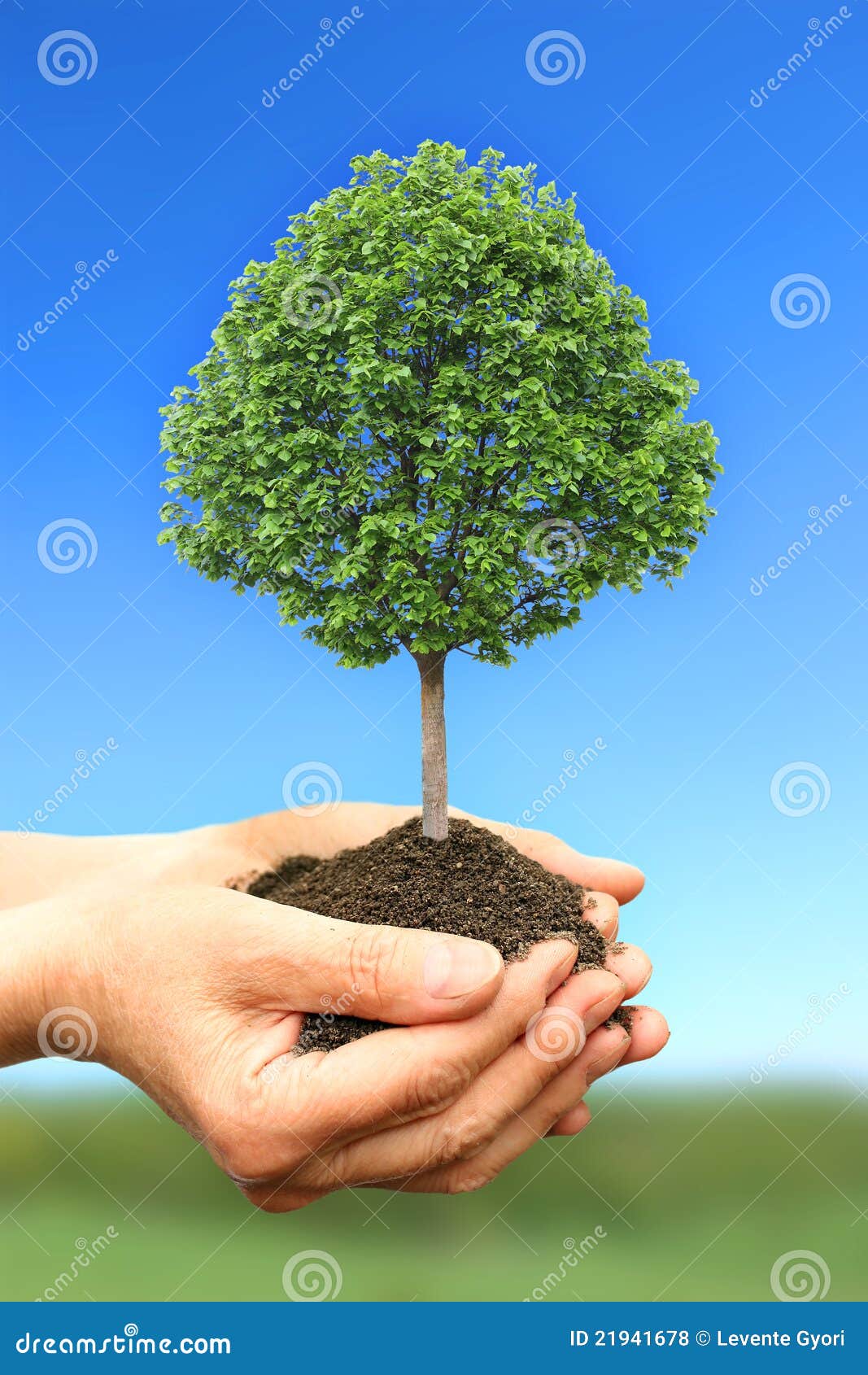 Hand Holding Green Tree in Nature Stock Photo - Image of achievement ...