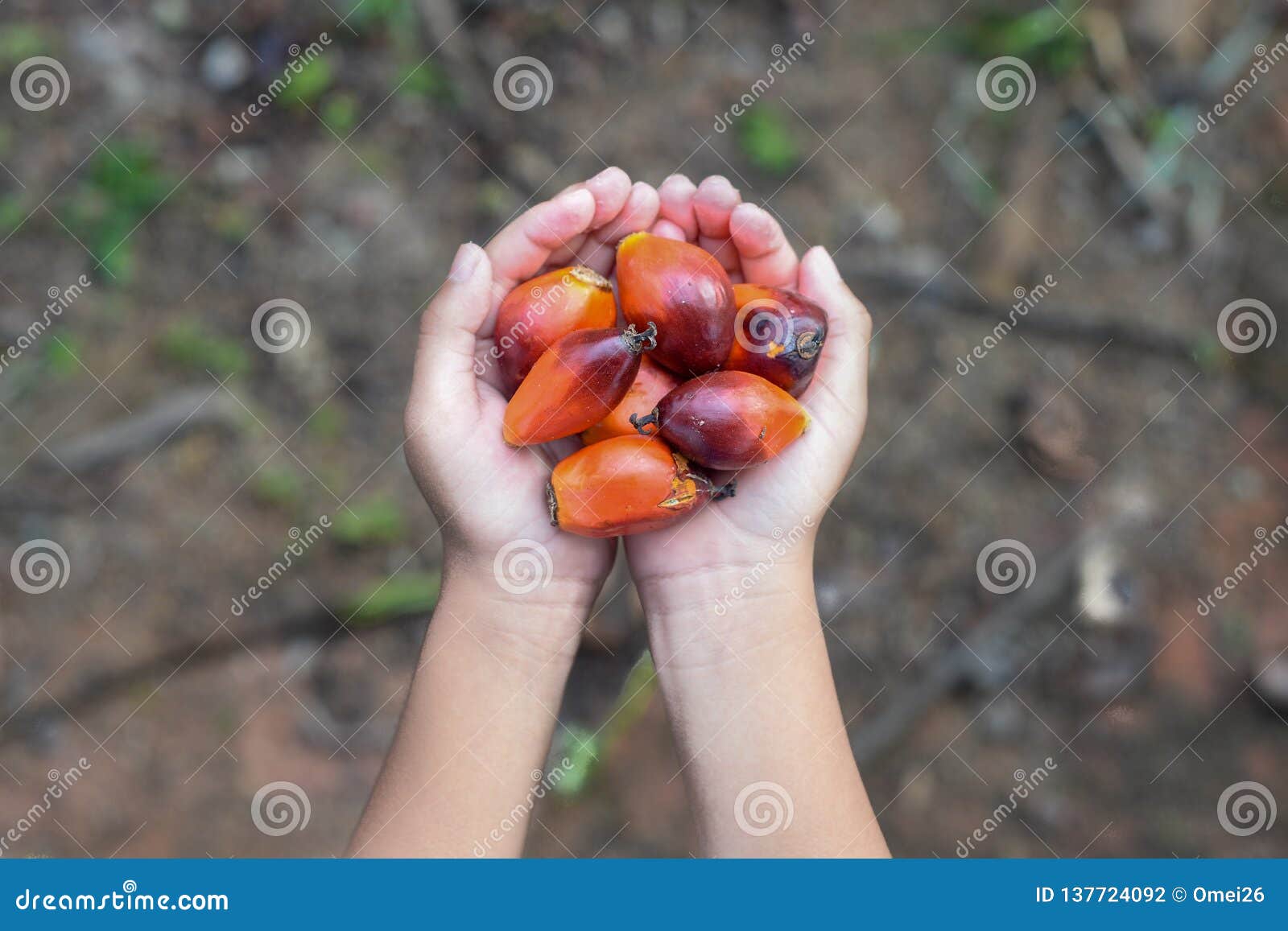 Hand Holding a Group of Fresh and Ripe Oil Palm Seeds Stock Photo ...
