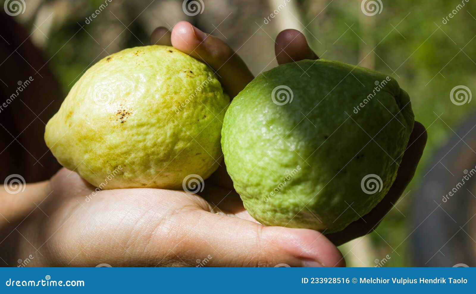 Hand holding guavas stock photo. Image of hand, ripe - 233928516
