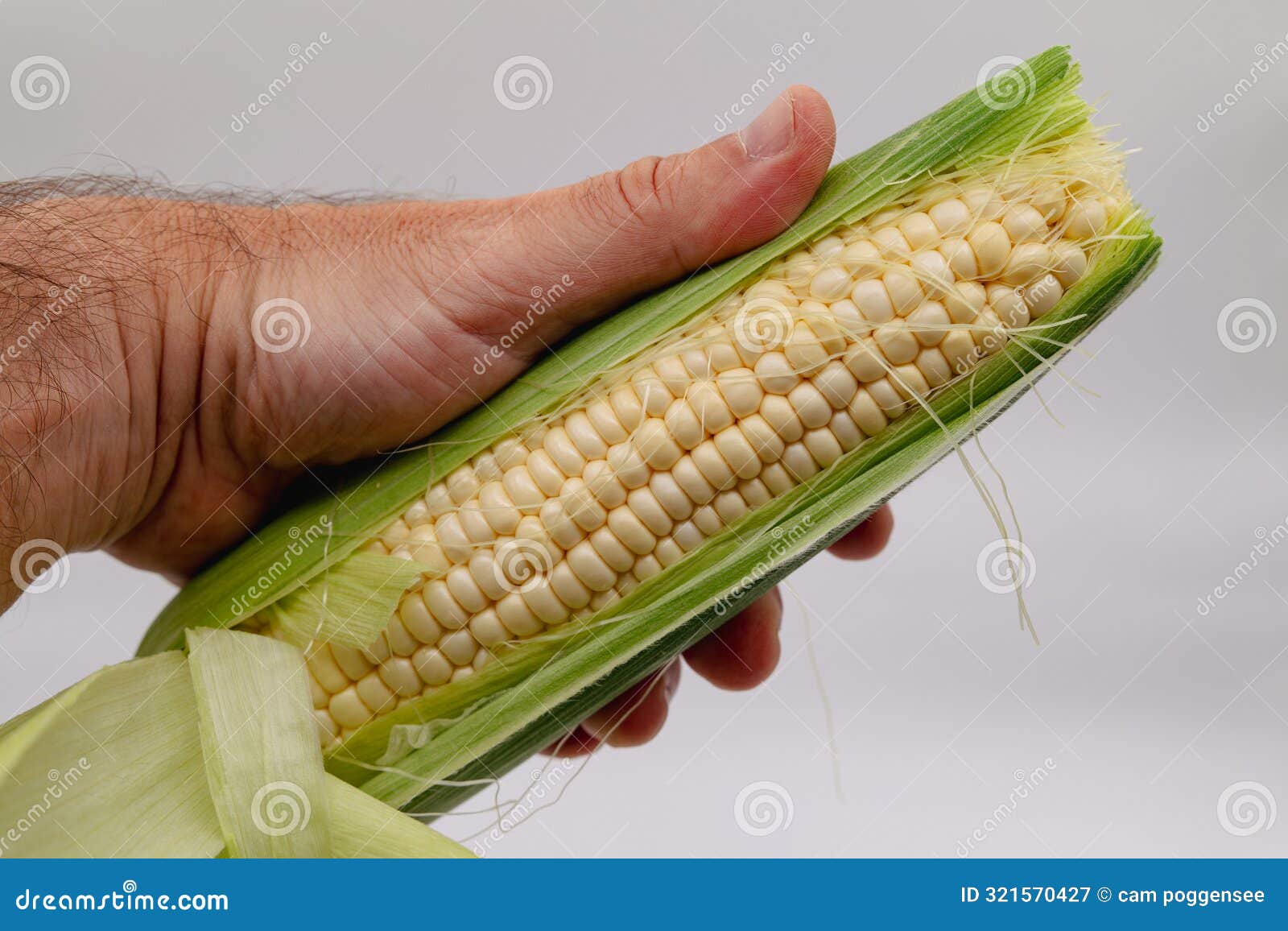 Hand Holding Half Shucked Corn in Front of White Background Stock Image ...