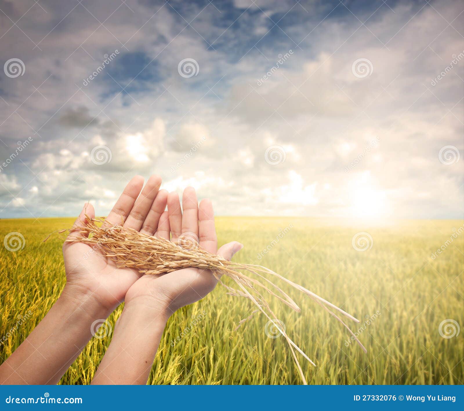 Hand Holding Harvested Paddy Stock Photo - Image of farm, nature: 27332076