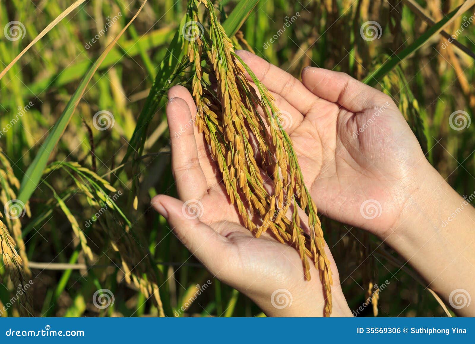 Hand Holding Harvested Paddy Stock Photo - Image of asian, growth: 35569306