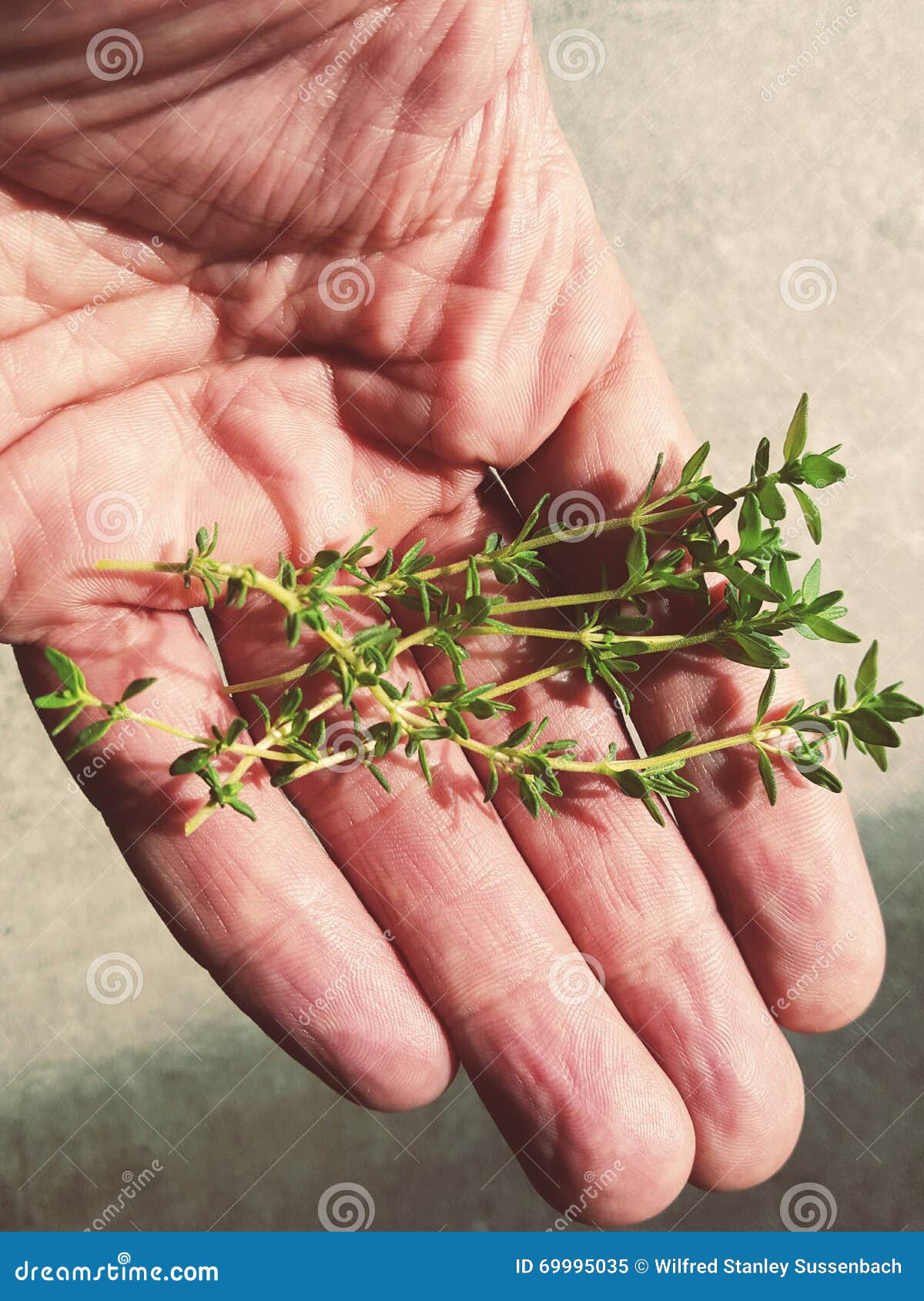 Hand holding herbs stock image. Image of stems, palm - 69995035