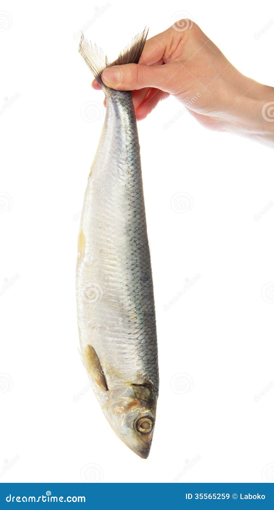 The Hand Holding a Herring for Tail Stock Image - Image of coldblooded ...