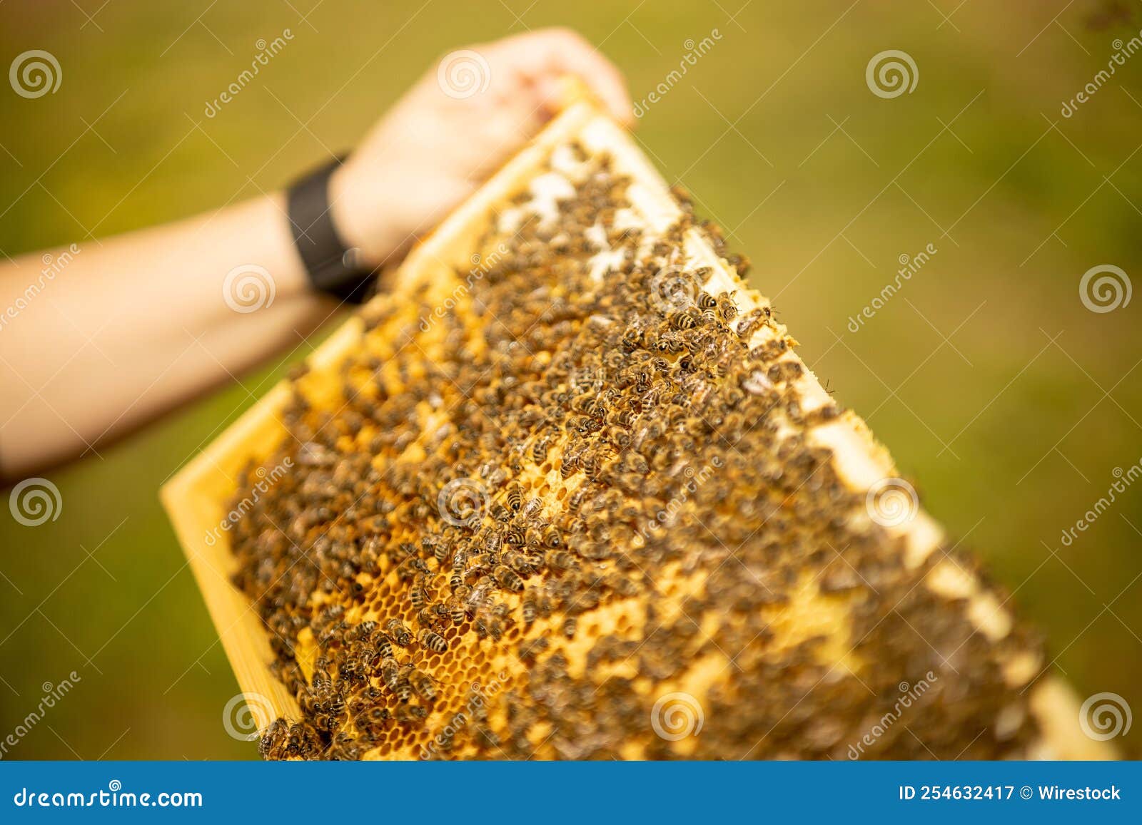 Hand Holding a Hive Frame Covered with Comb and Bees. Stock Image ...