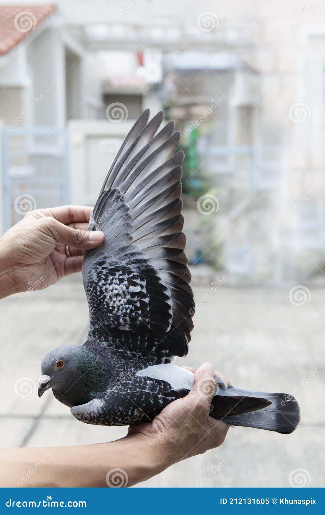 Hand Holding Homing Pigeon Wing Stock Image - Image of hand, homing ...