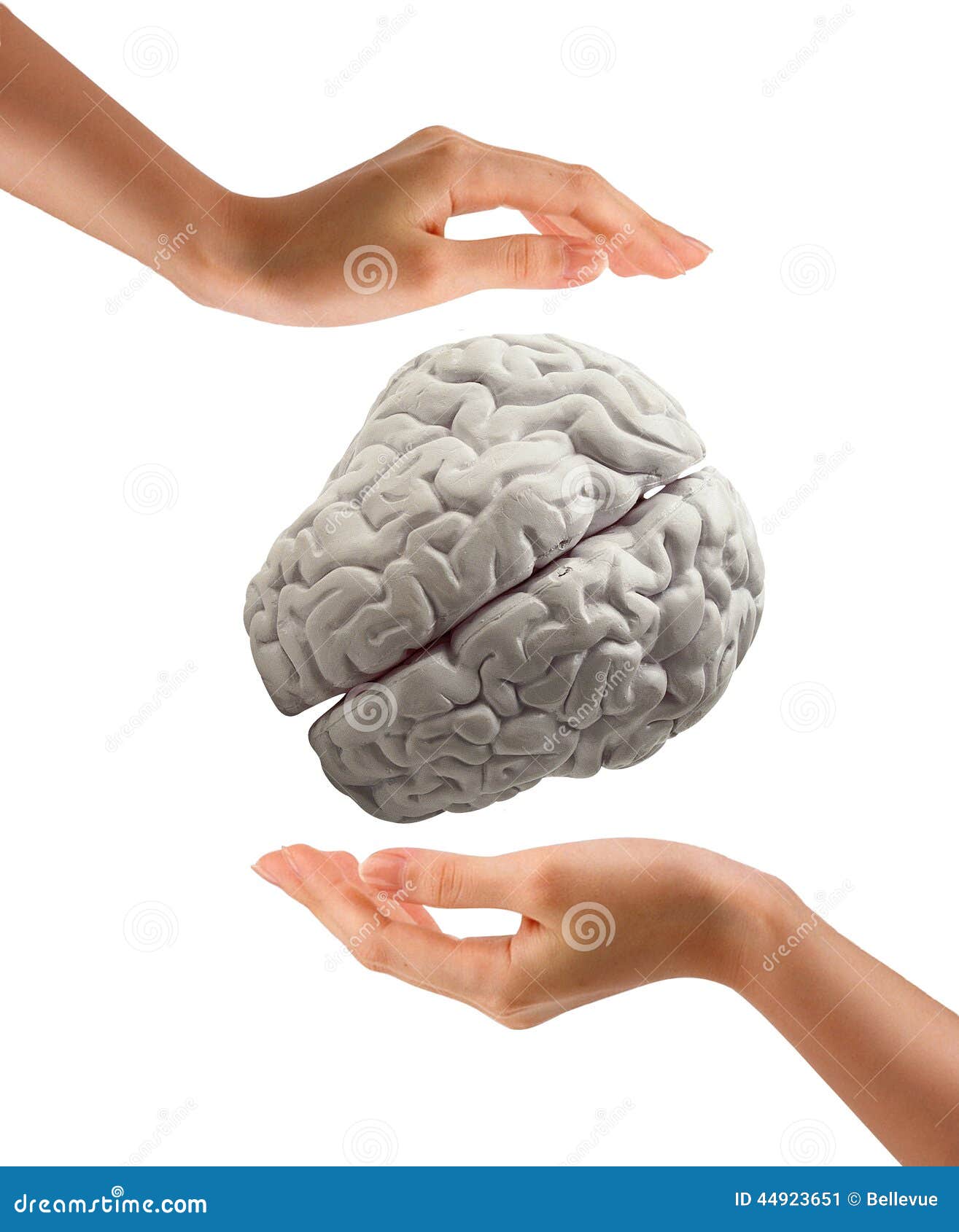 Hand Holding Human Brain on White Background. Stock Image - Image of ...