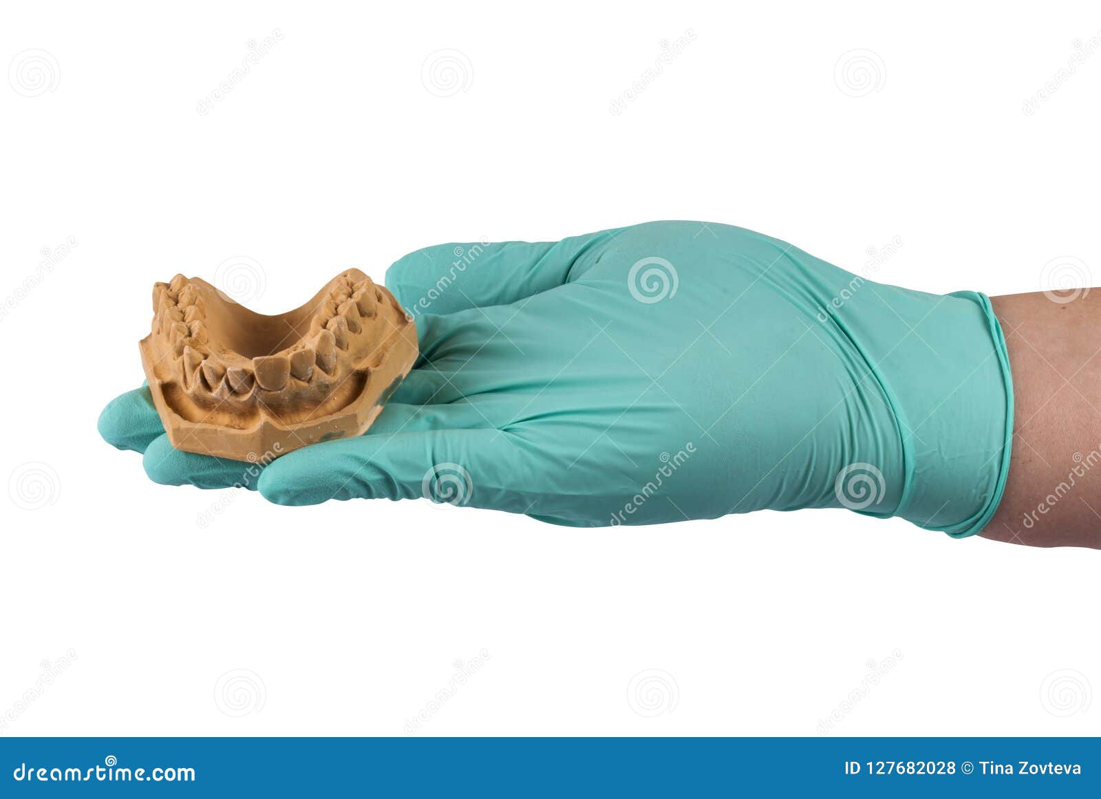 Hand Holding Jaw Isolated on White Stock Photo - Image of macro ...