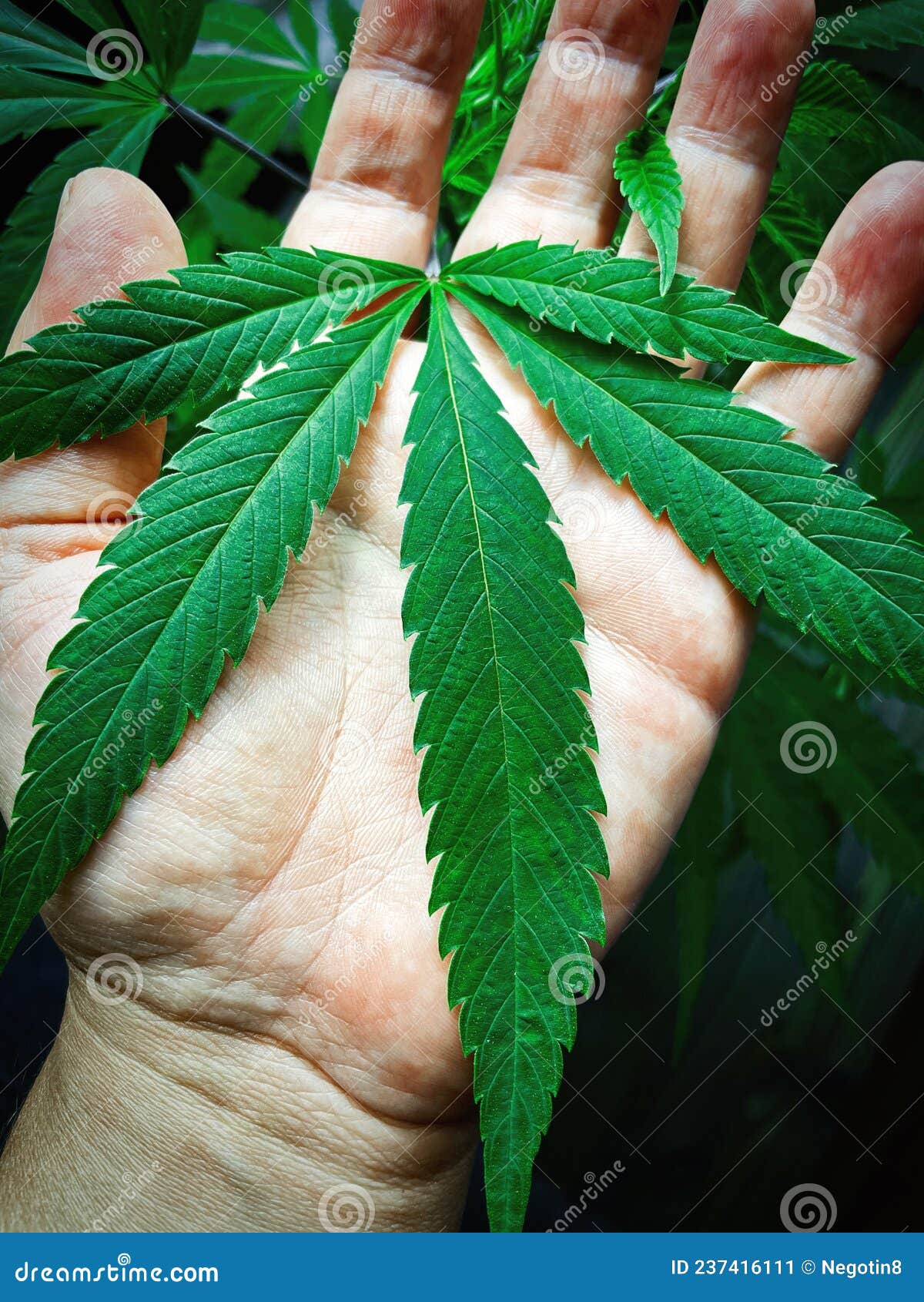 Hand Holding Large Medical Marijuana Leaf in Hand Stock Image - Image ...