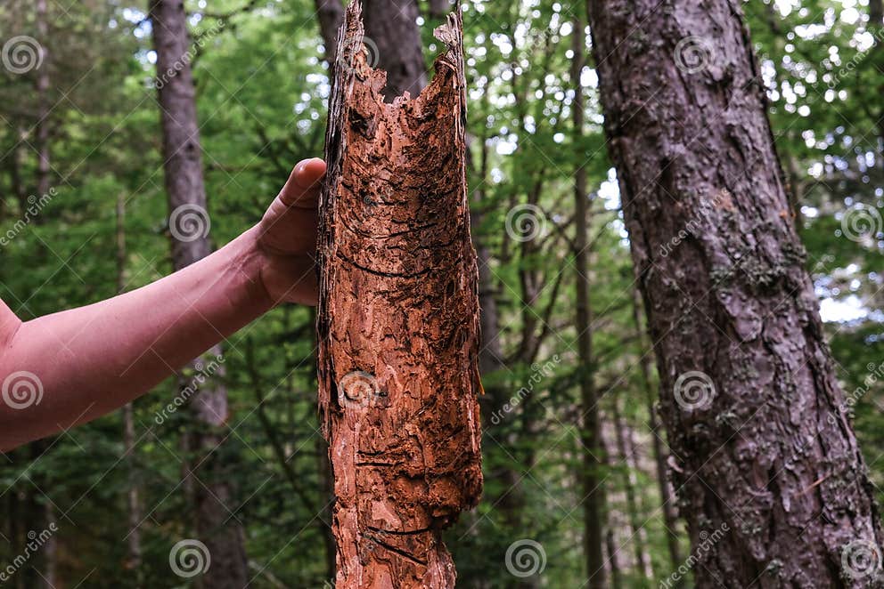Inside of a Large Piece of Beech Tree Bark in the Forest in Natural ...