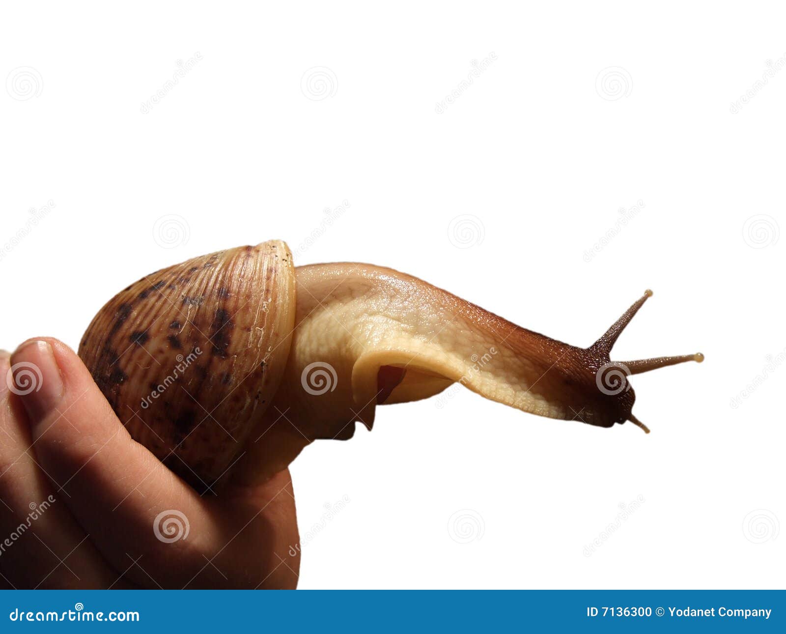 Hand holding a large snail stock photo. Image of african - 7136300