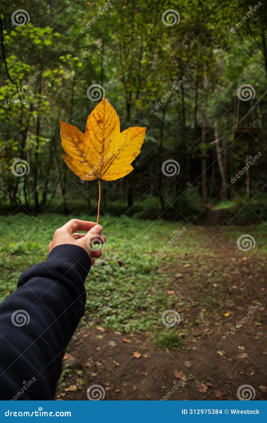 Hand Holding Leaf in Forest by Path Stock Photo - Image of scenic ...