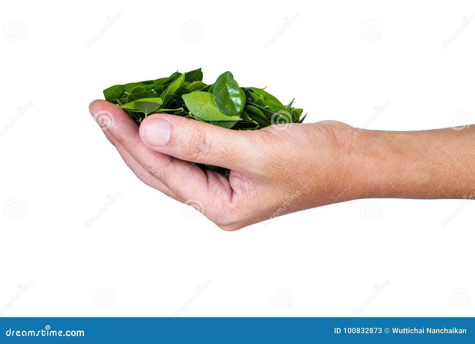 Hand holding leaf stock image. Image of close, family - 100832873