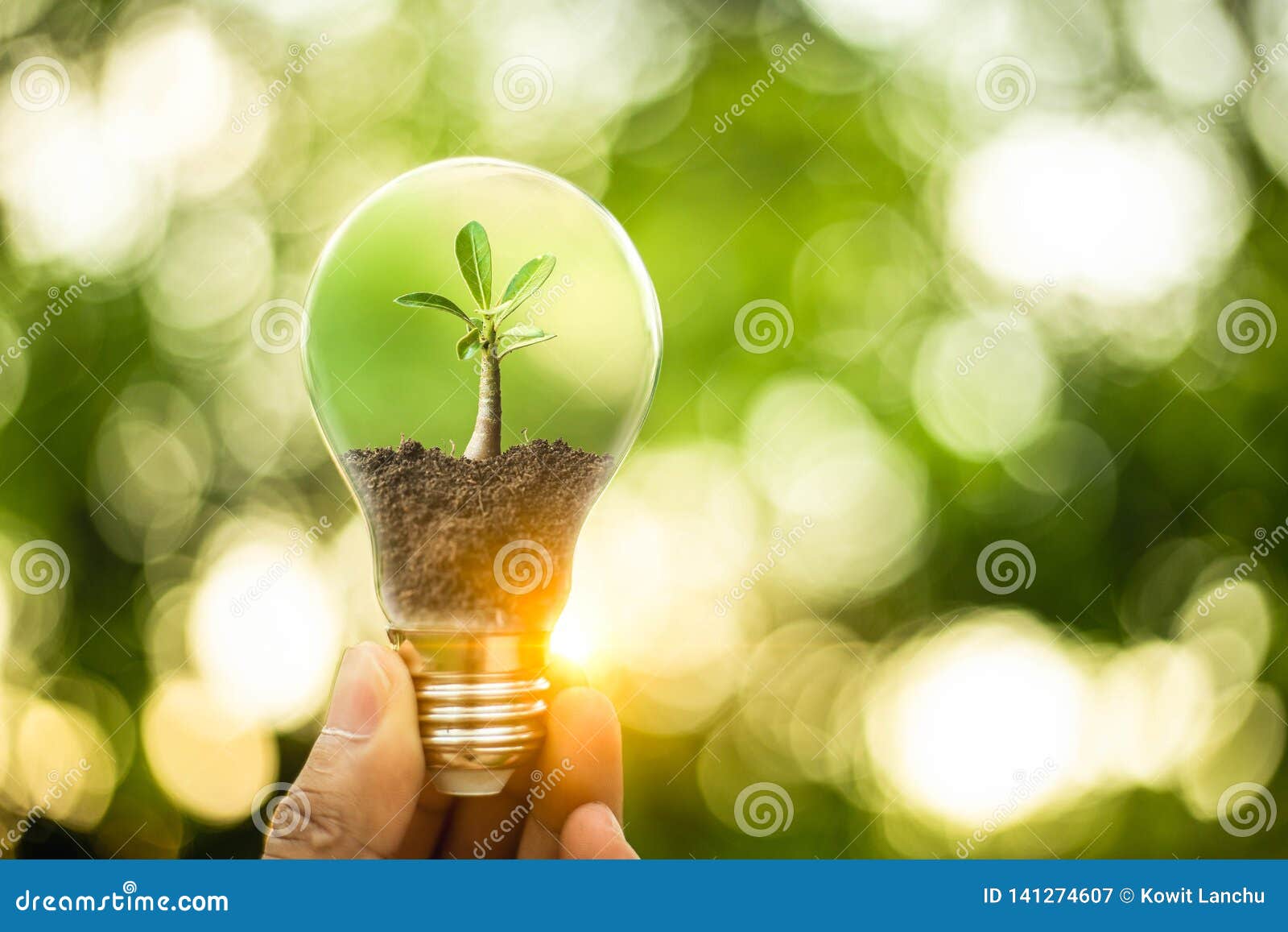 Hand Holding a Lightbulb with Growth of Tree Inside. Creative Ideas for ...