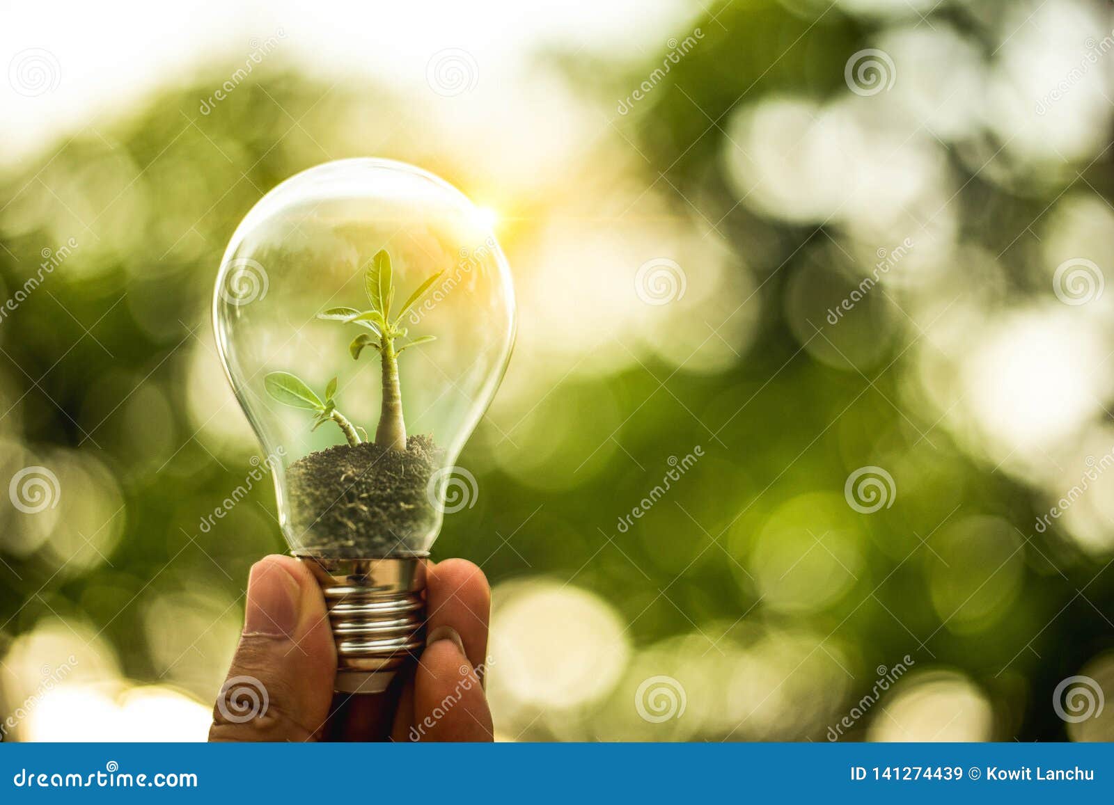 Hand Holding a Light Bulb with Growth of Tree Inside. Creative Idea for ...