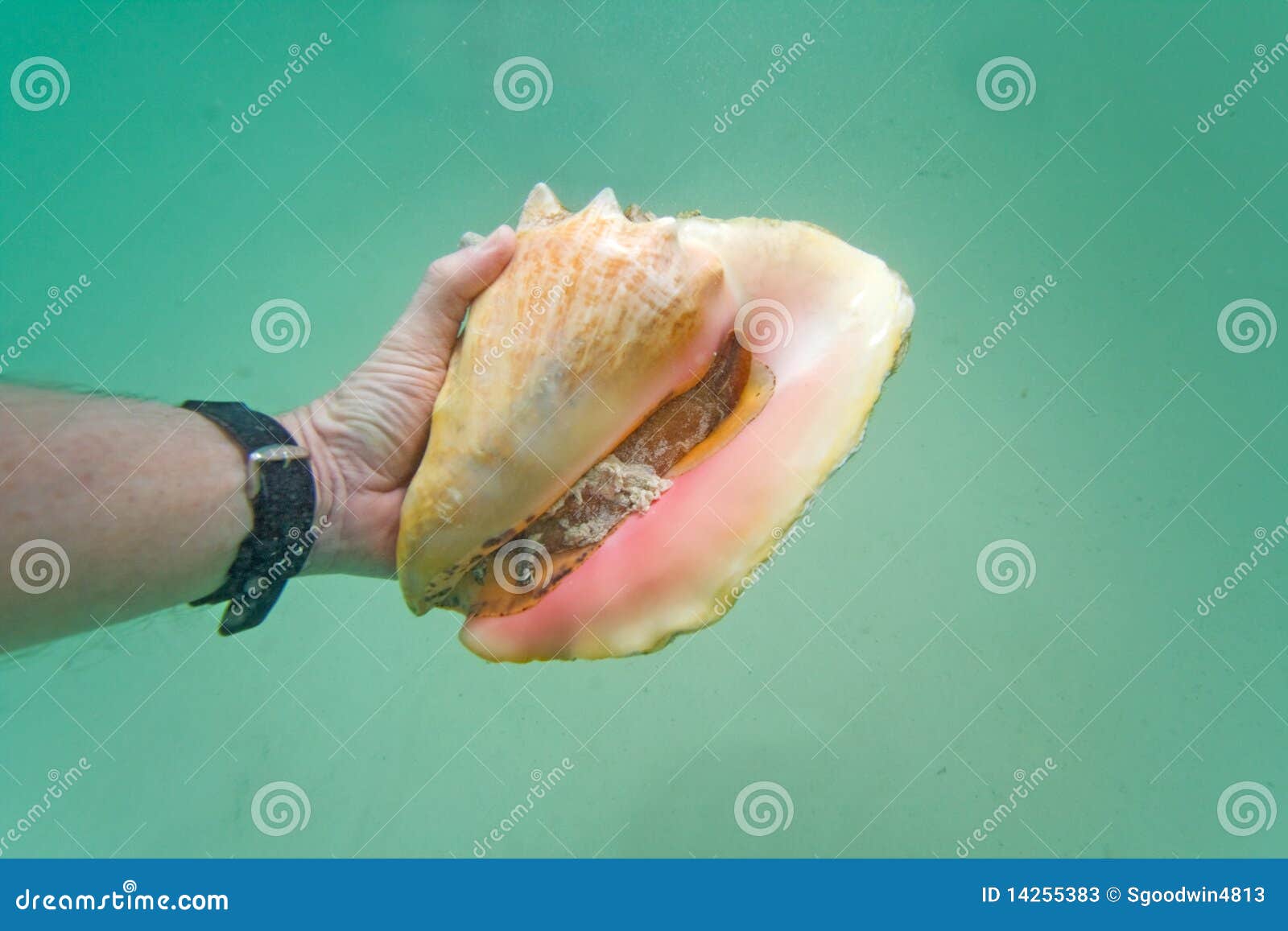 Hand holding a live conch stock image. Image of seashell - 14255383