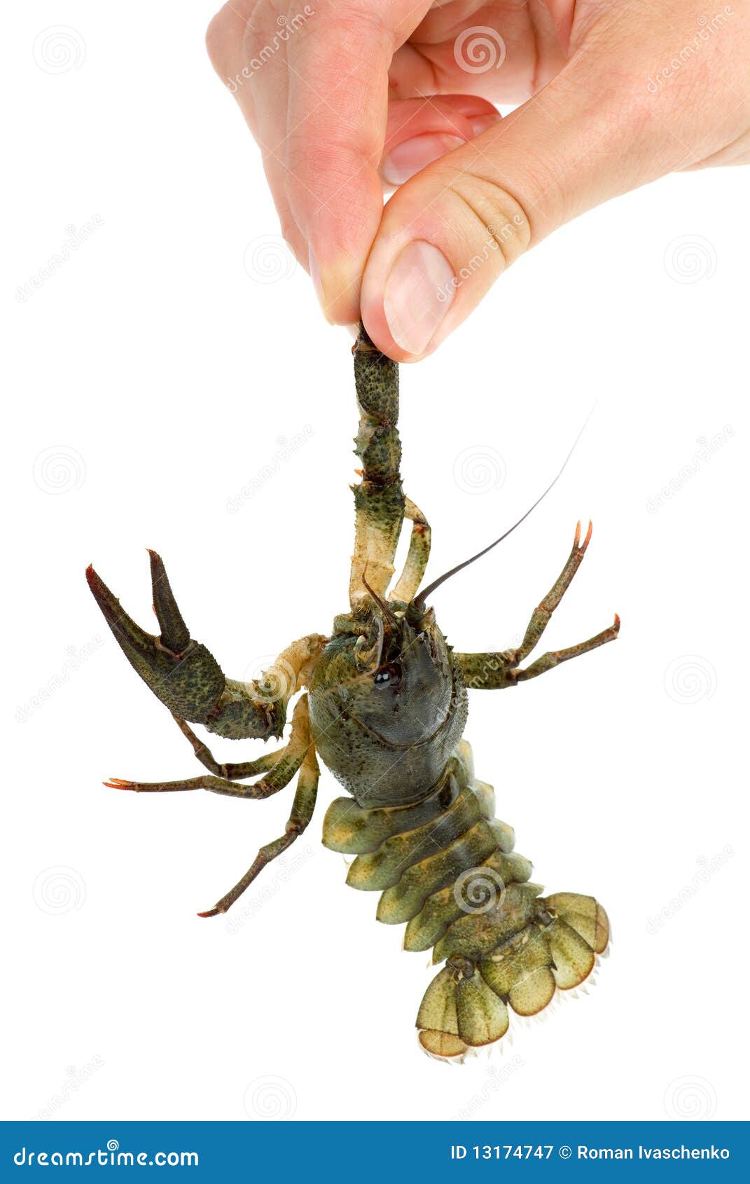 Live Crawfish Under The Water Royalty-Free Stock Photo | CartoonDealer ...