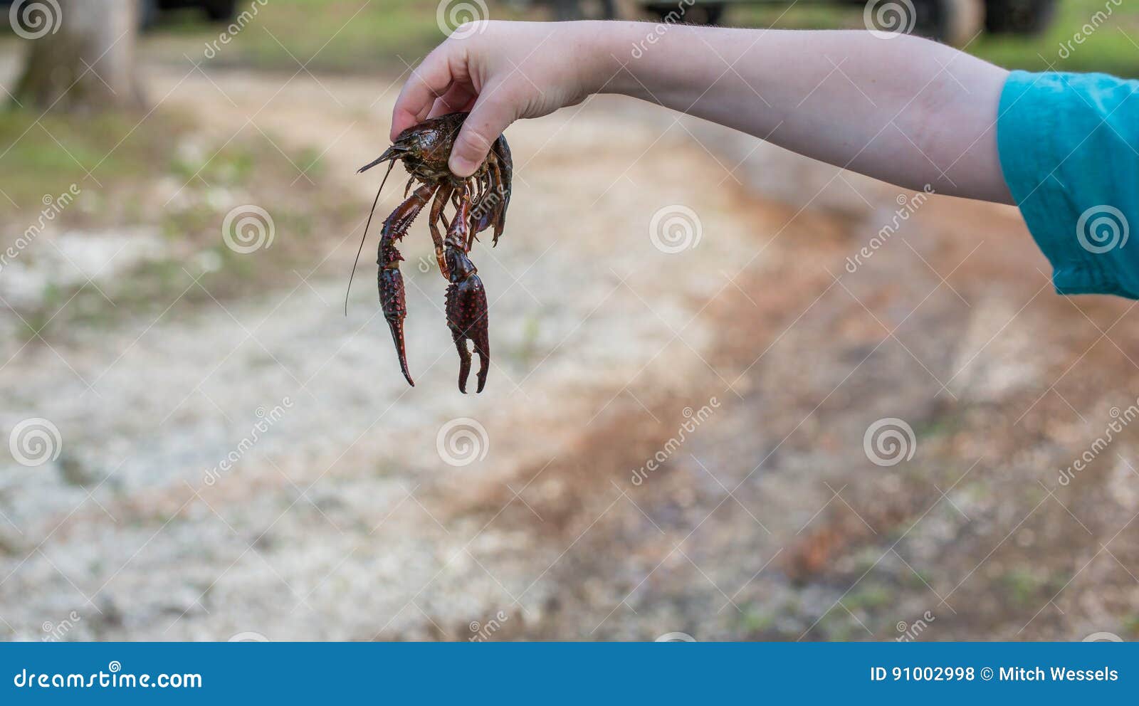 Hand holding live crayfish stock photo. Image of crayfish - 91002998