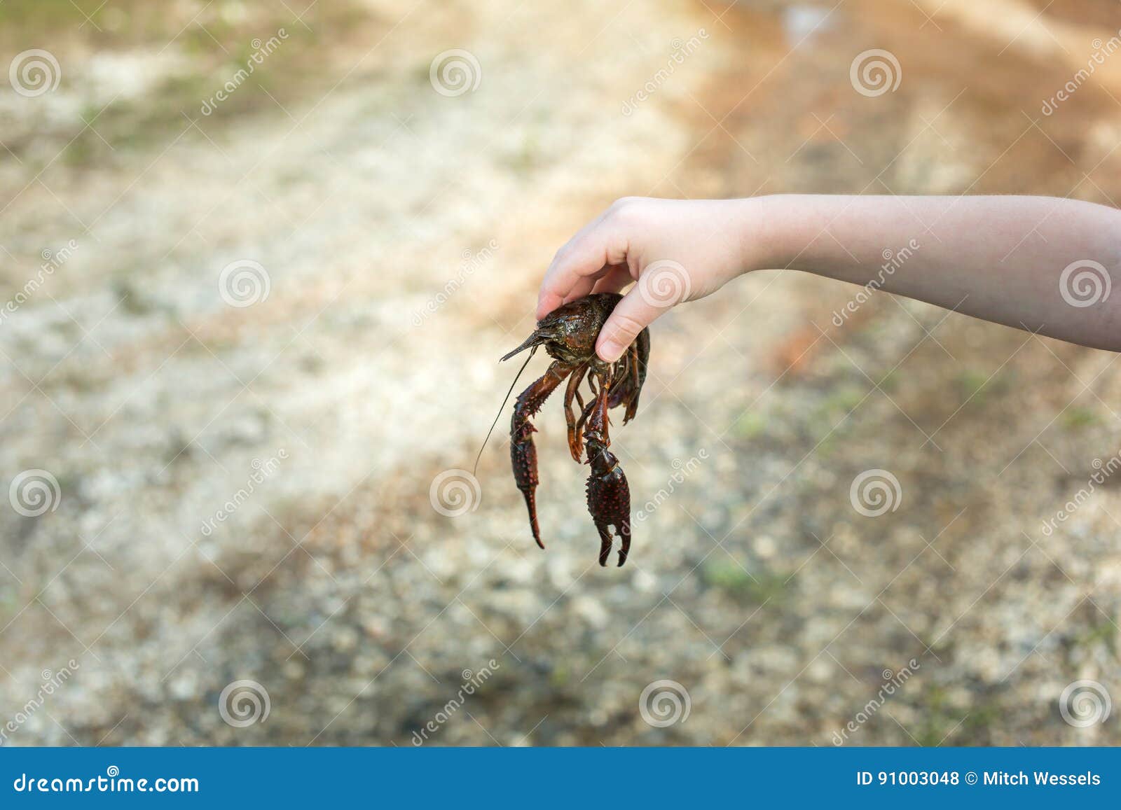 Hand Holding Live Crayfish Outdoors Stock Photos - Free & Royalty-Free ...