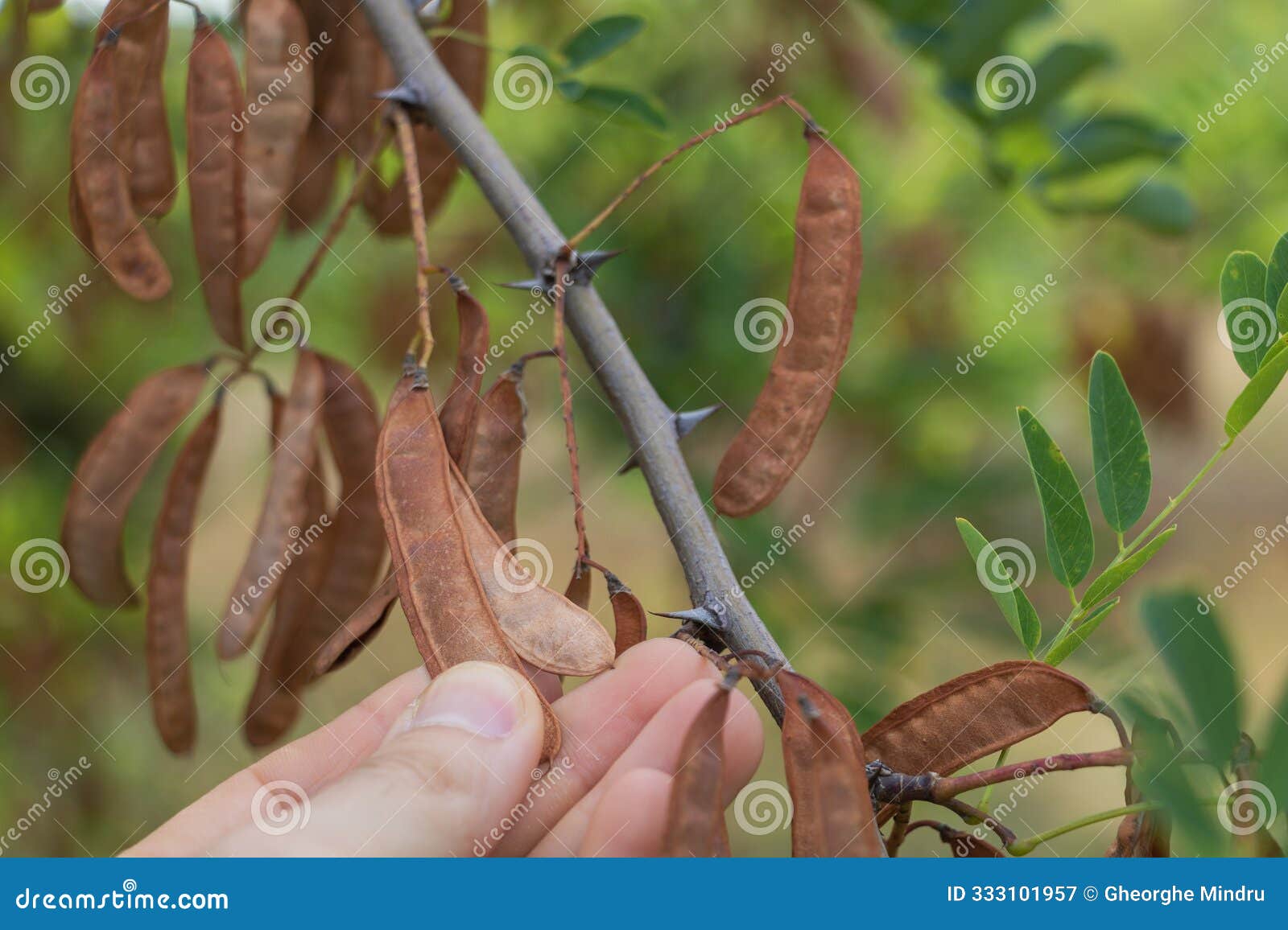 Hand Holding Long Brown Seed Pods of a Acacia Tree Stock Image - Image ...