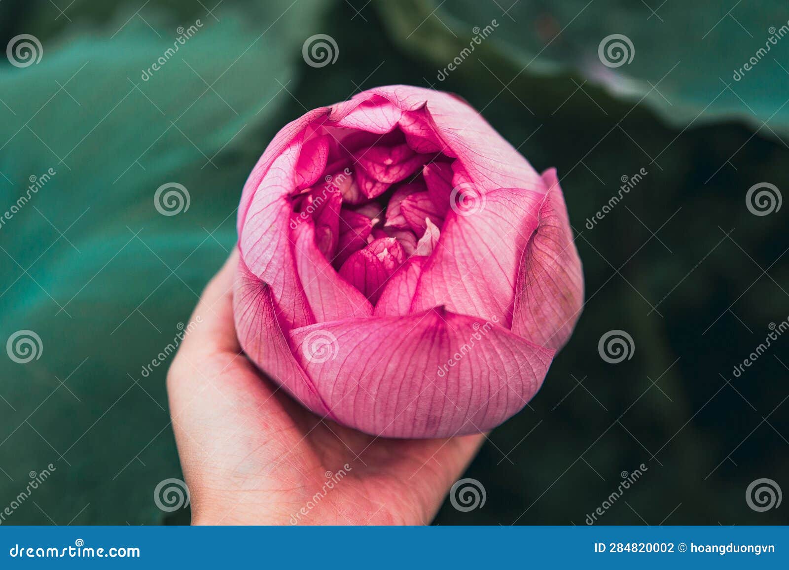 A Hand is Holding a Lotus Flower Stock Photo - Image of leaves, green ...