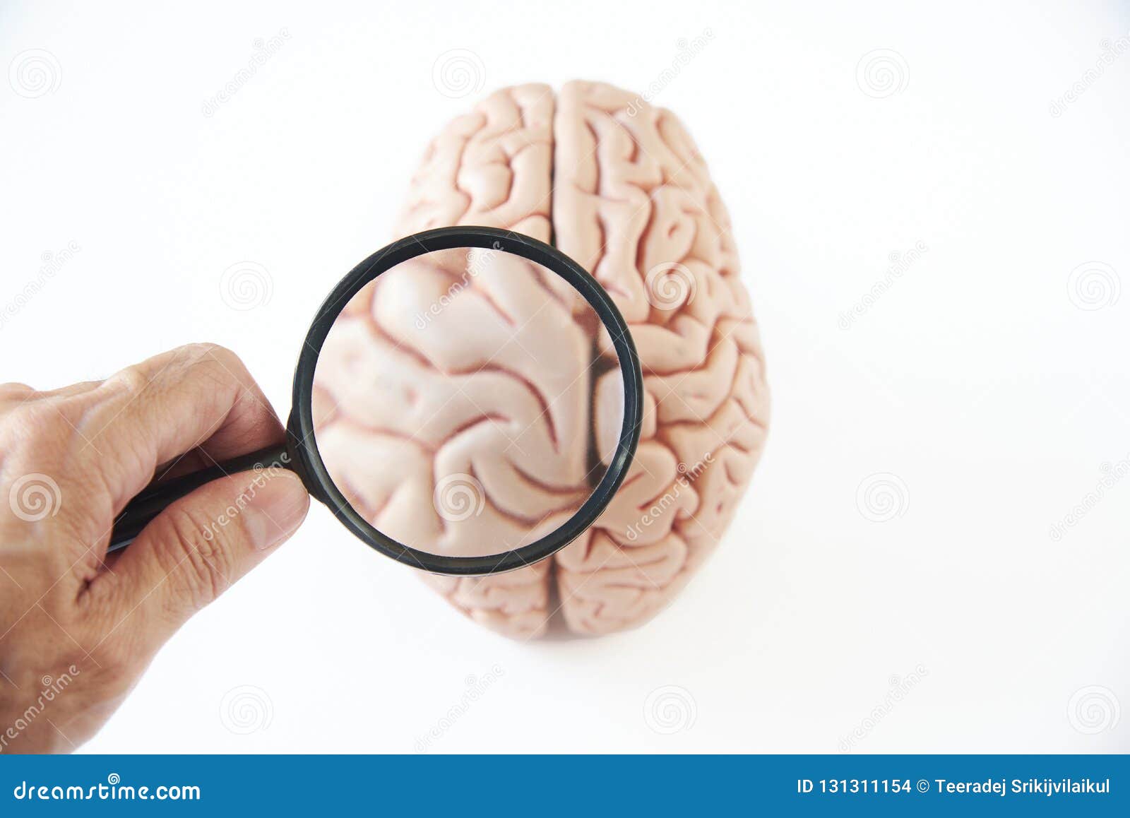 Magnifying Glass and Brain Model on White Background Stock Photo ...