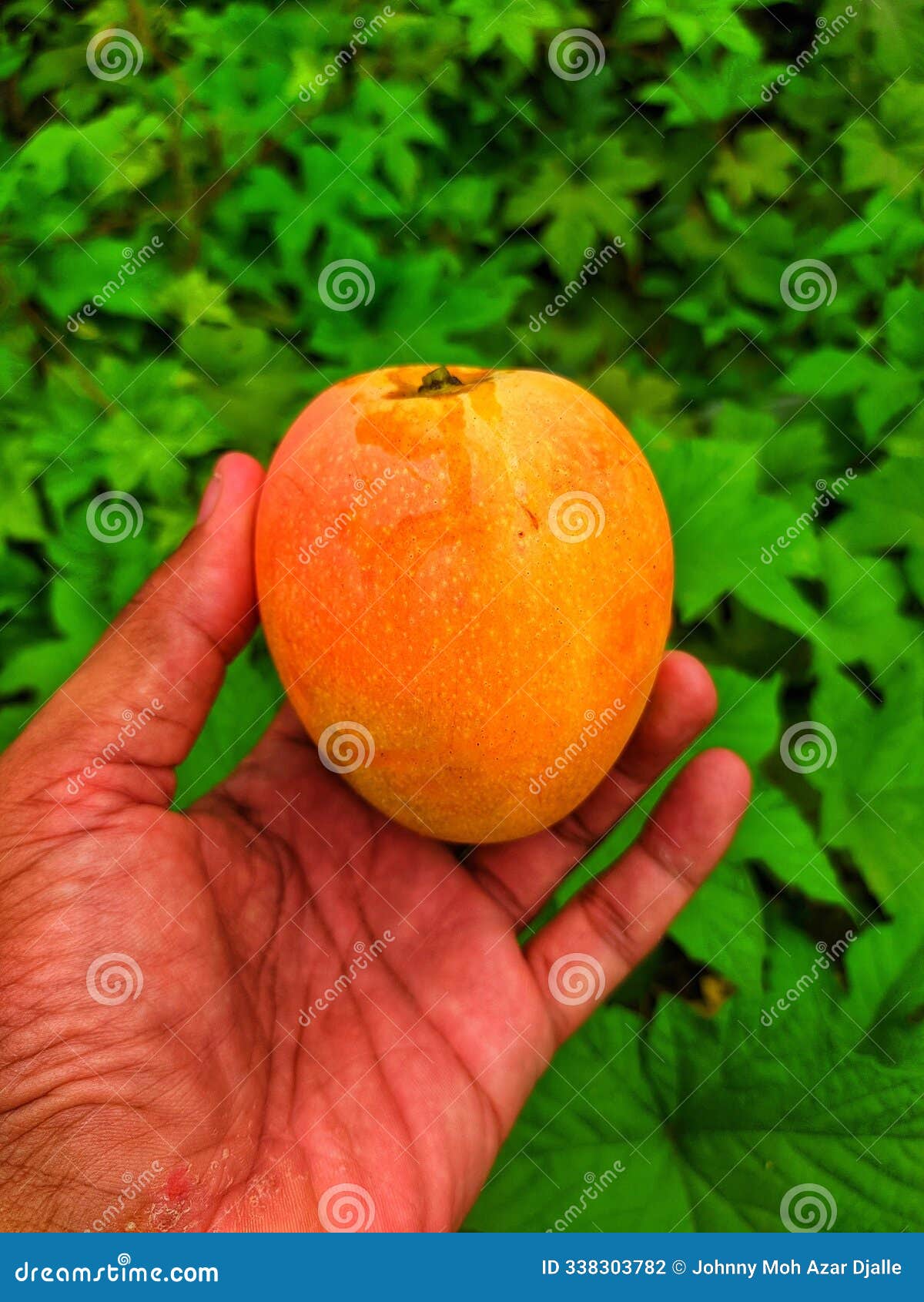 Hand holding a mango fruit stock photo. Image of harvest - 338303782
