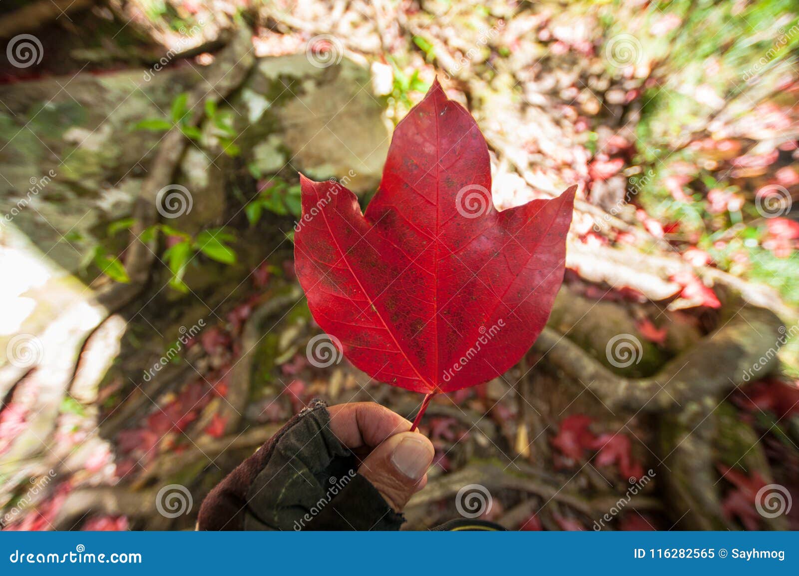 Hand holding maple leaf stock image. Image of plant - 116282565