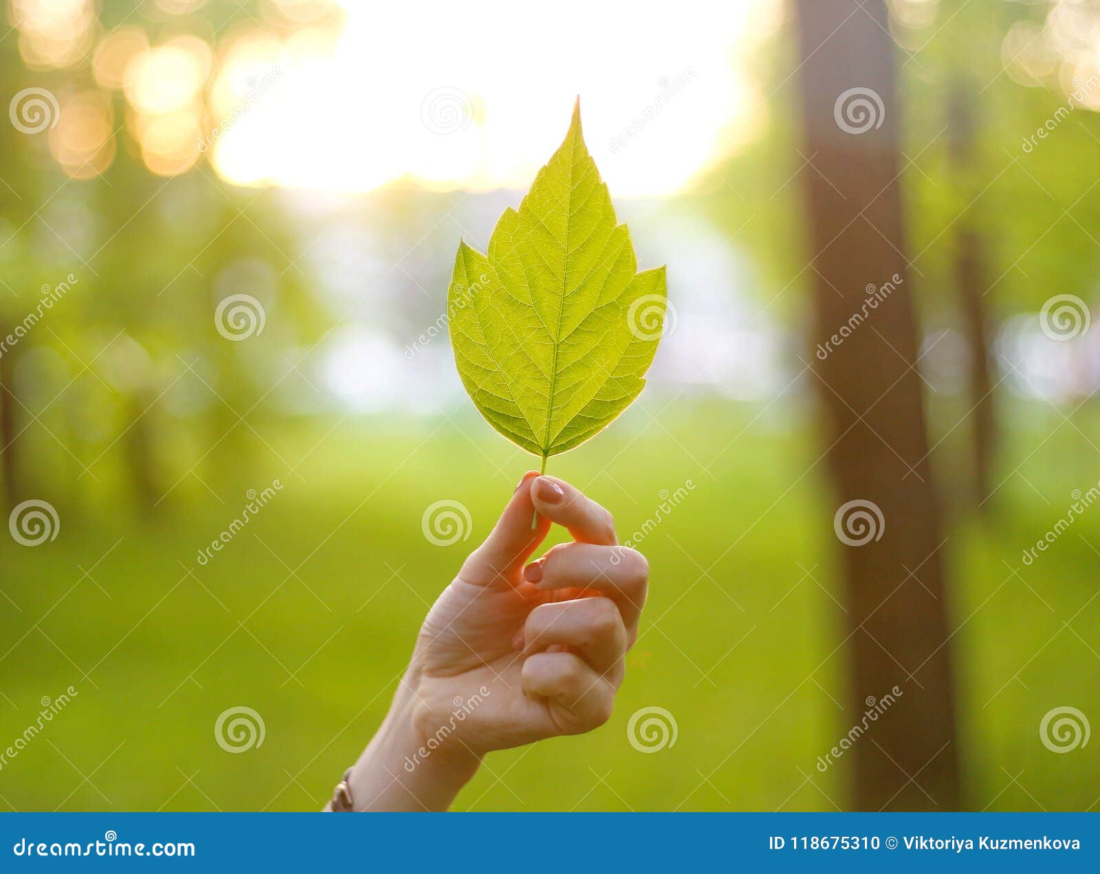 Hand Holding a Maple Leaf in the Sun. Leaf in Hand in the Sunny Stock ...