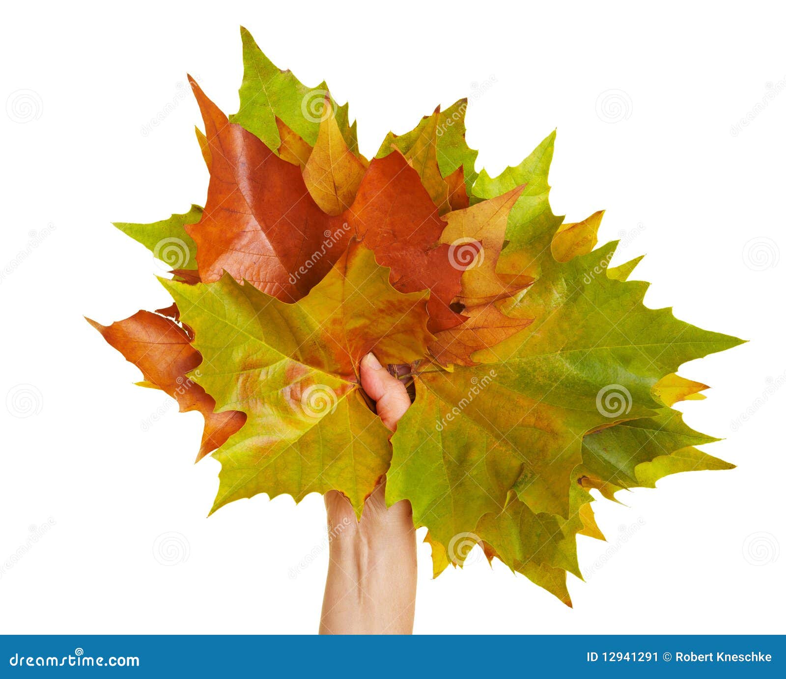 Hand holding maple leaves stock image. Image of isolated - 12941291