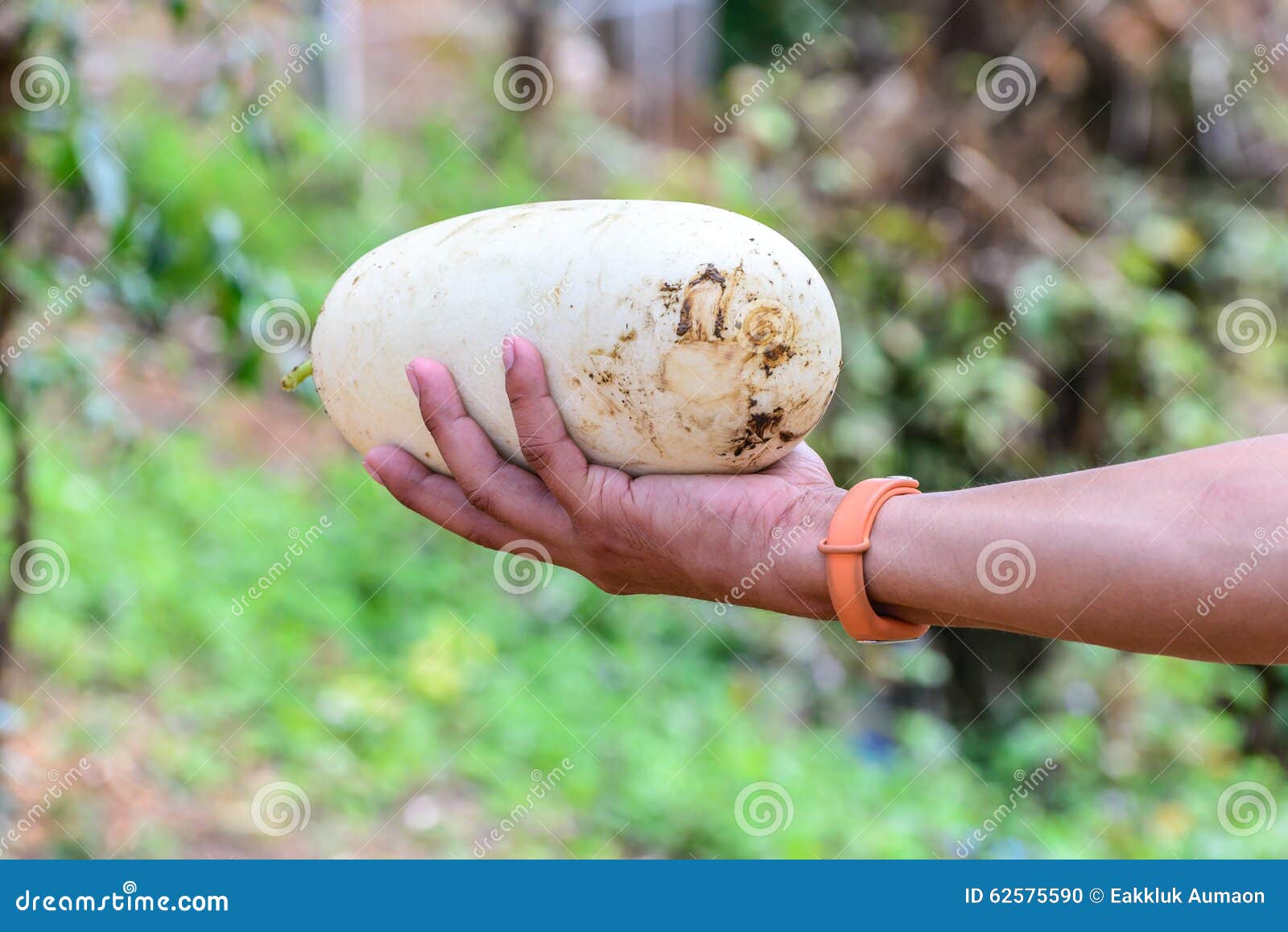Hand Holding Melon Harvested from Farm Field Stock Photo - Image of ...