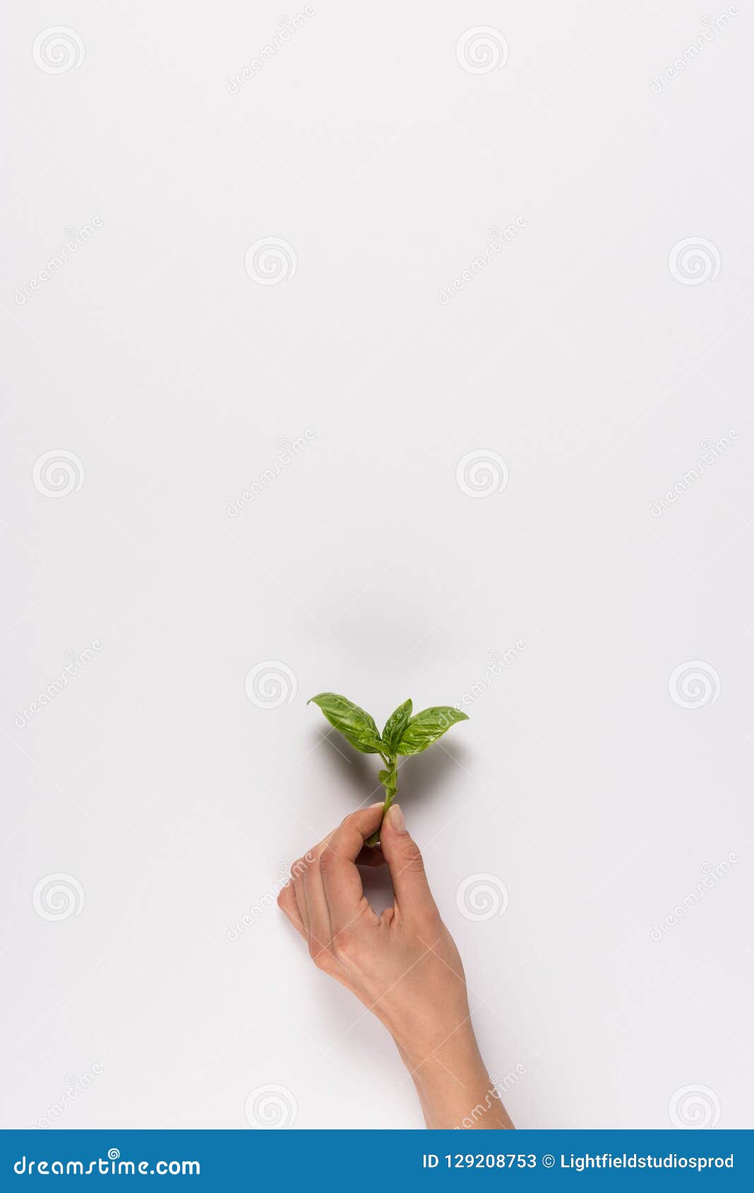 Hand holding mint leaf stock image. Image of copy, person - 129208753